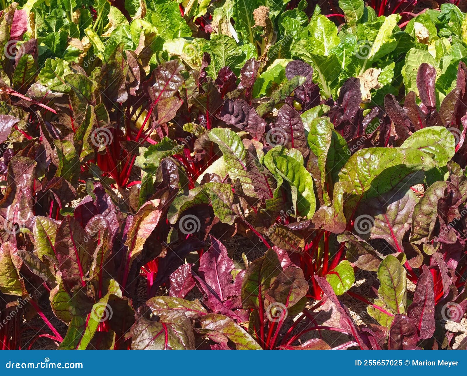 Field with Red Chard Beta Vulgaris Stock Image - Image of farming, hale ...