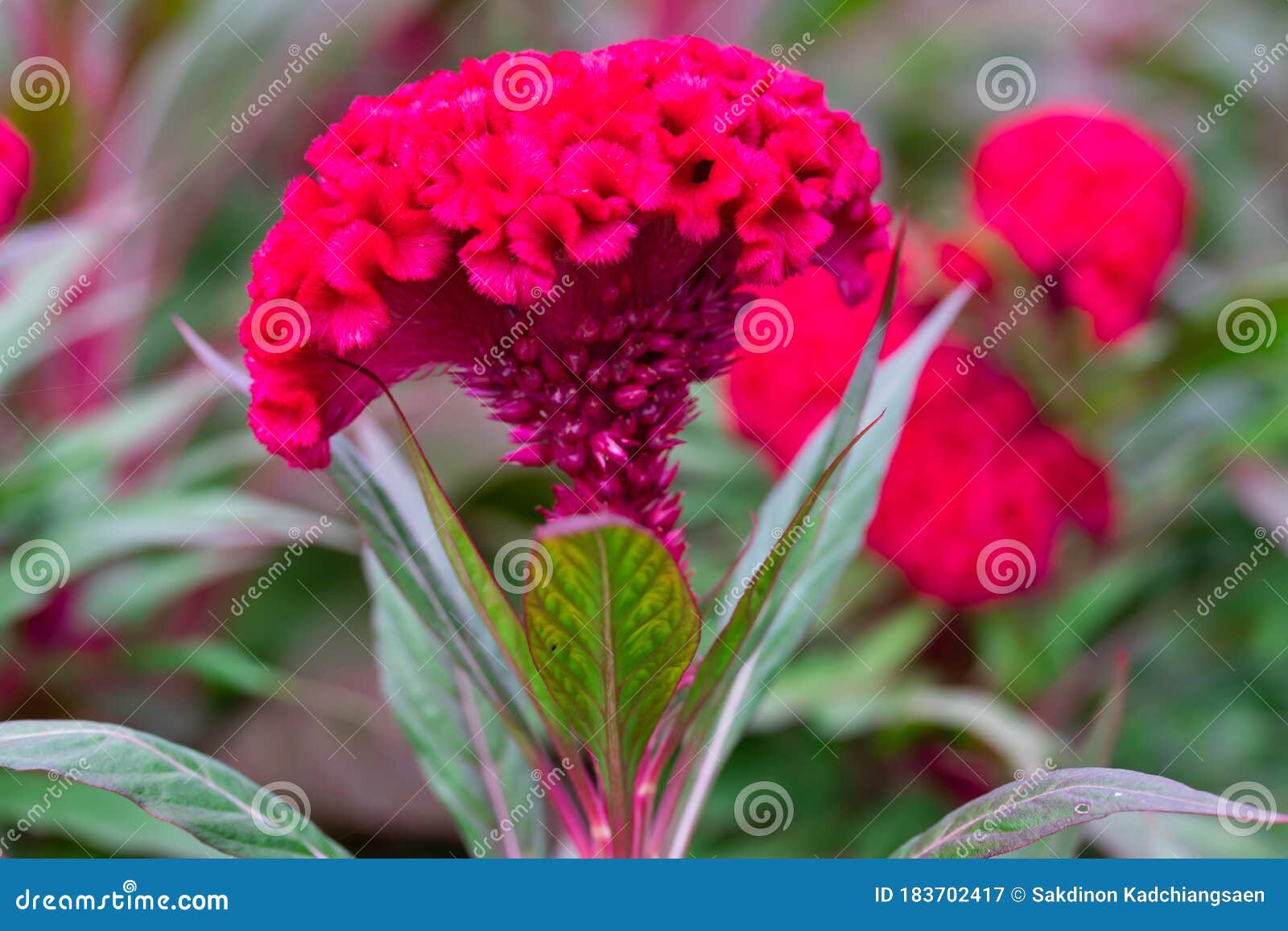 Field of Red Cockscomb or Crested Celosia Stock Image - Image of ...