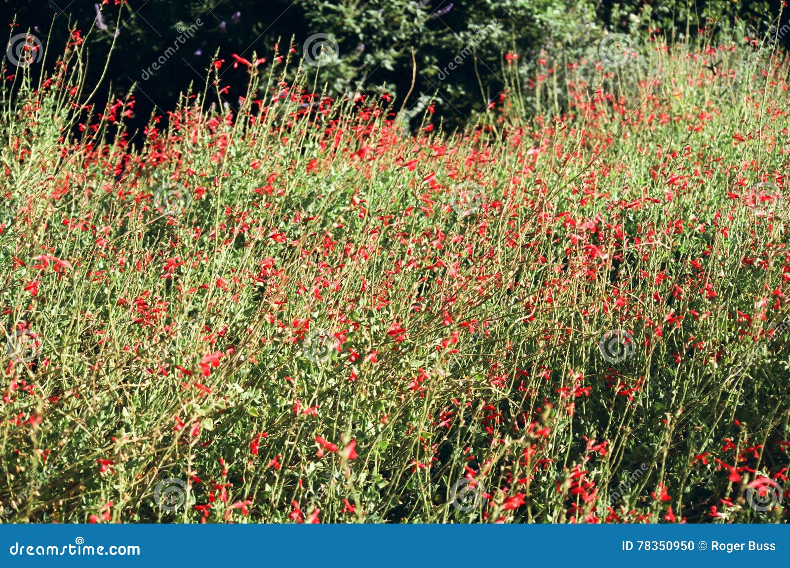 Field of Red Flower Blooms stock photo. Image of wild - 78350950