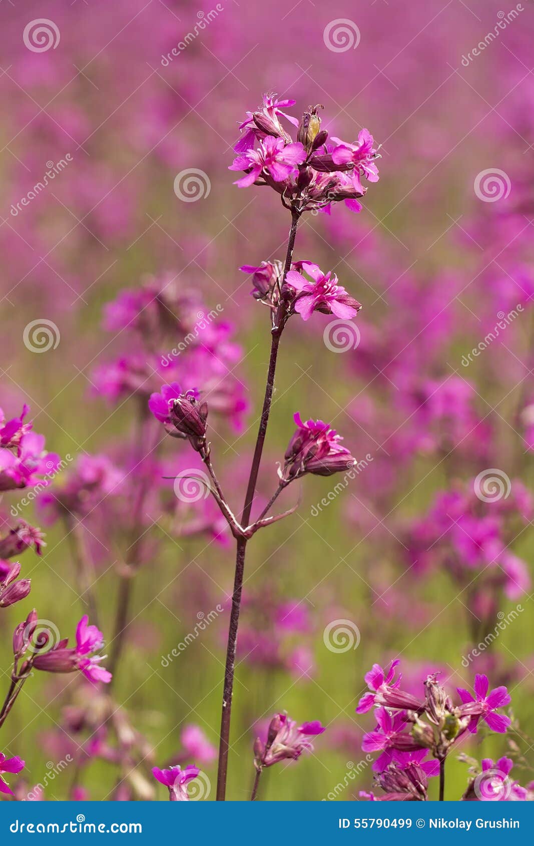 Field red flower campion stock image. Image of field - 55790499