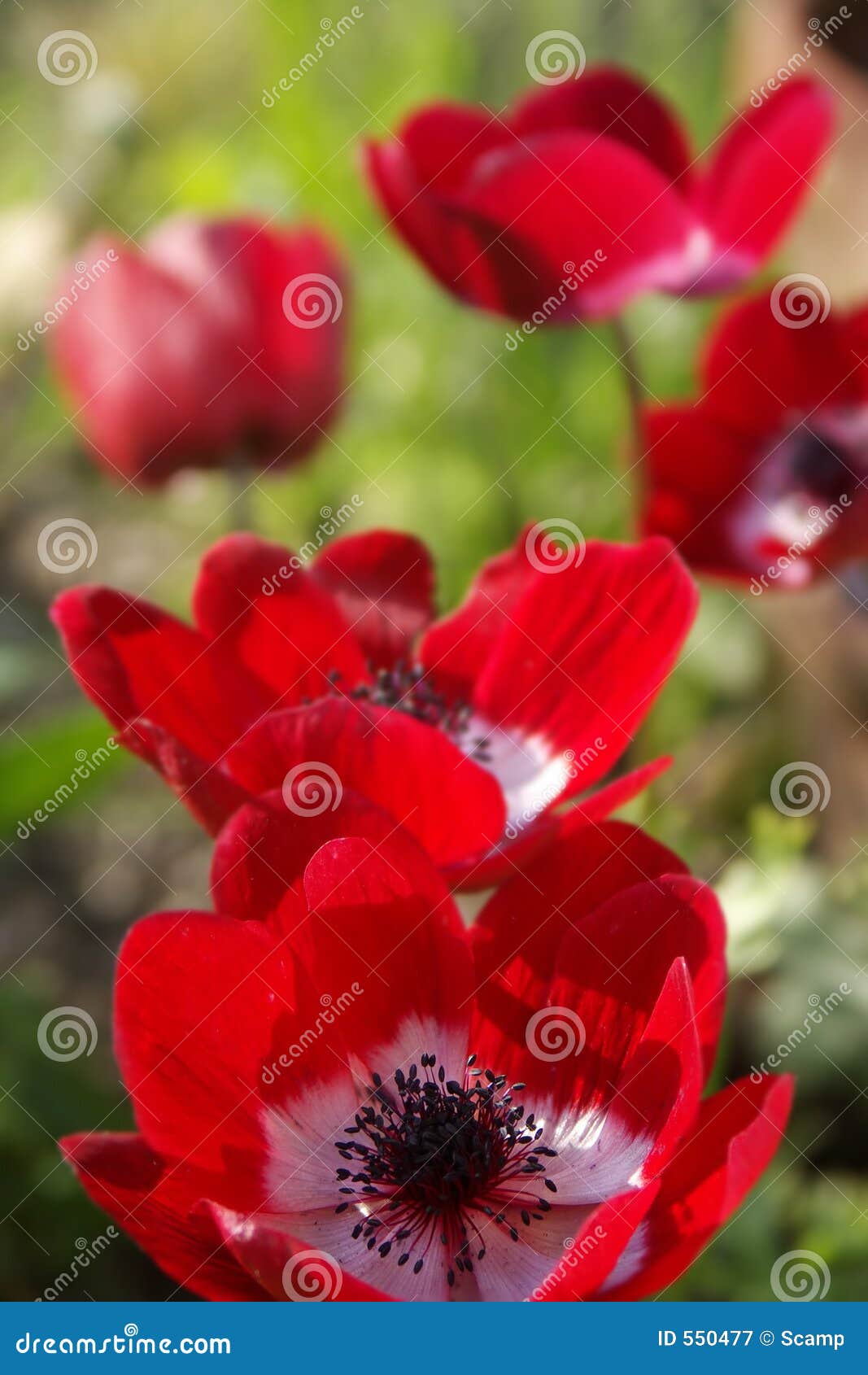 Field of Red Flowers stock image. Image of floral, nature - 550477