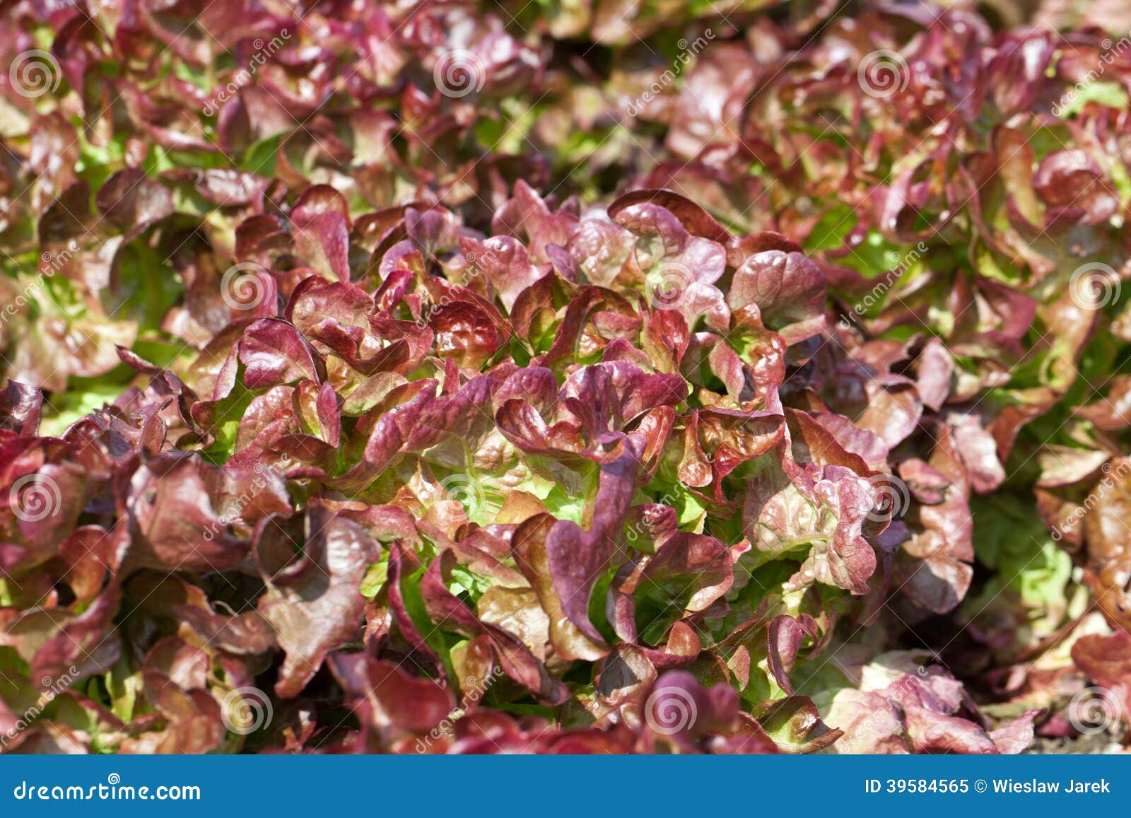 Field of Red and Green Frisee Lettuce Stock Image - Image of garden ...
