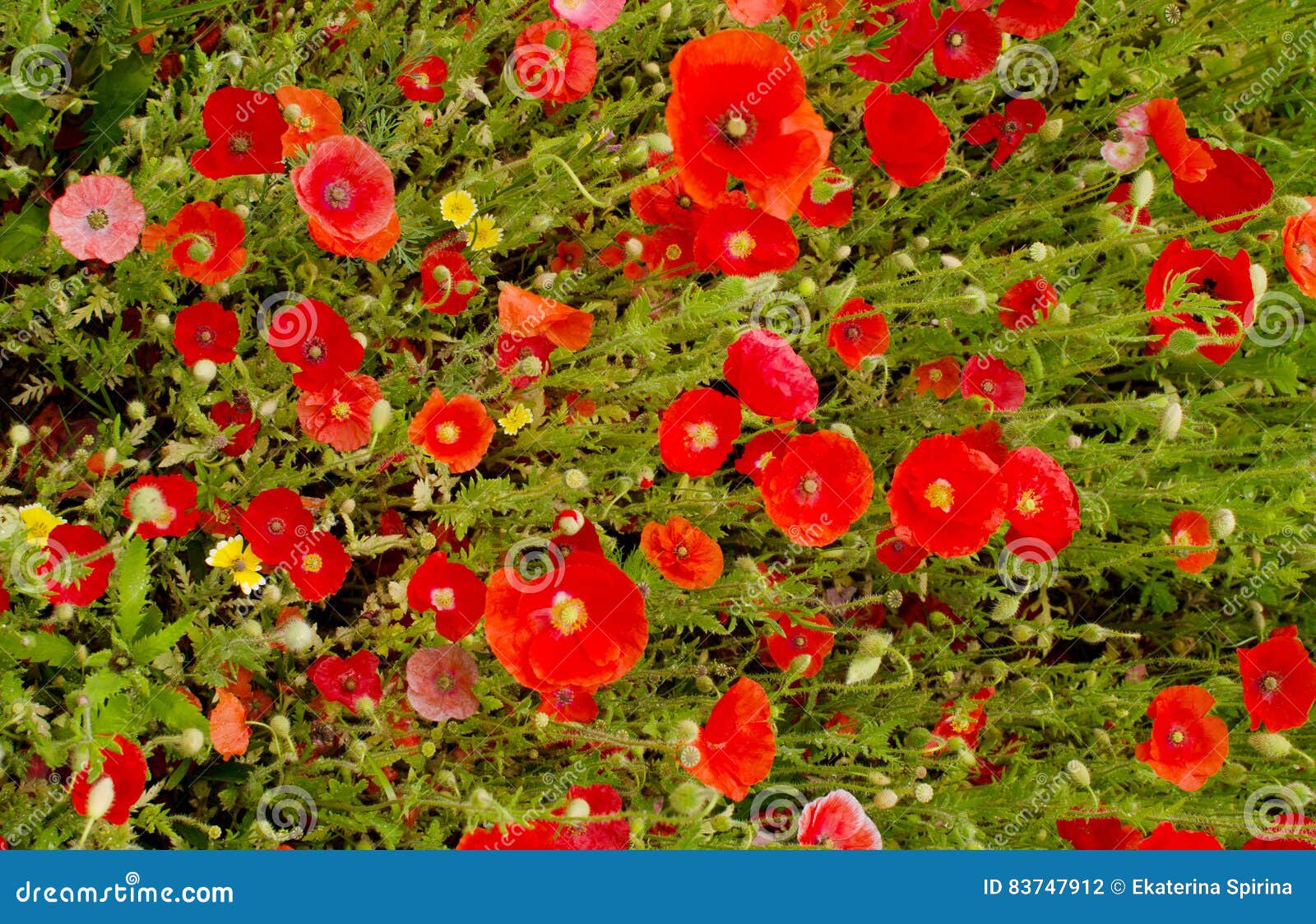 Field Of Papavers Stock Photography | CartoonDealer.com #39112508
