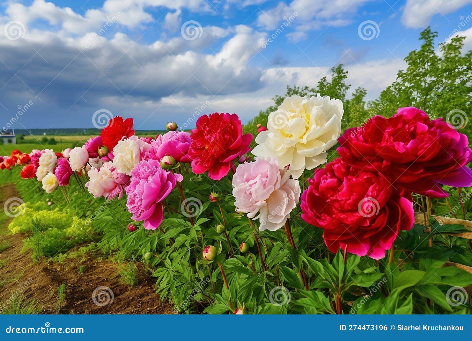 Field of Red and Pink Peonies Close Up Stock Illustration ...
