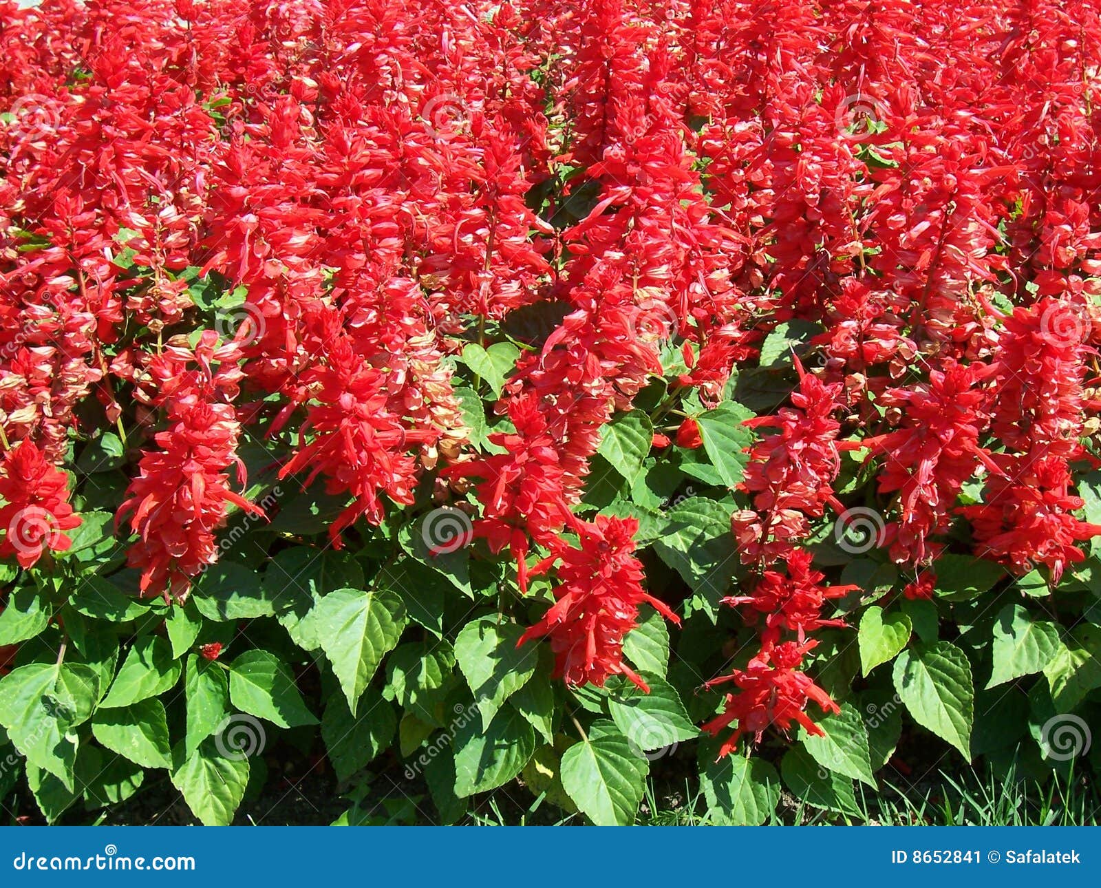 Field with red plant stock image. Image of plant, john - 8652841
