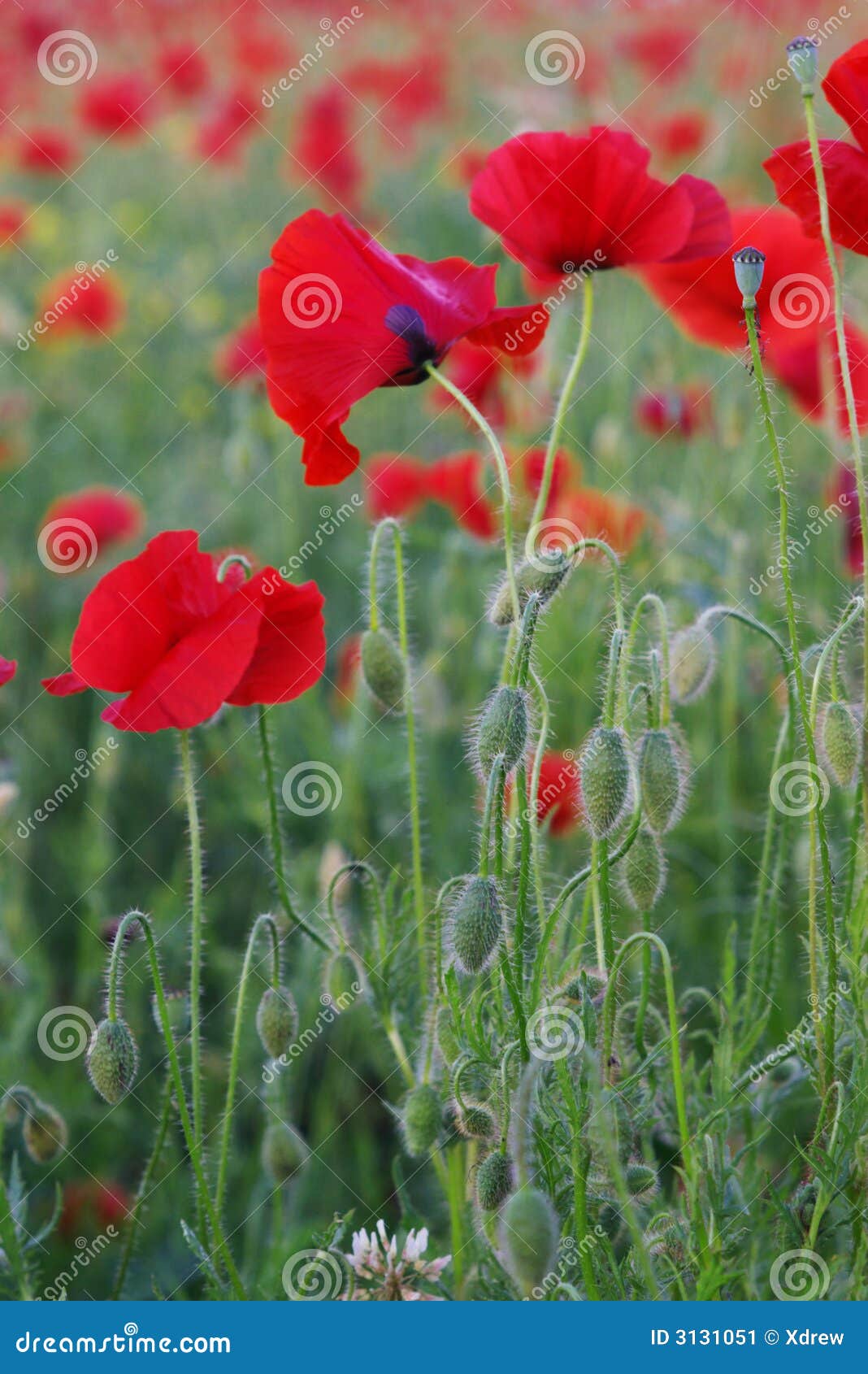 Field of Red Poppies stock image. Image of flowering, vivid - 3131051