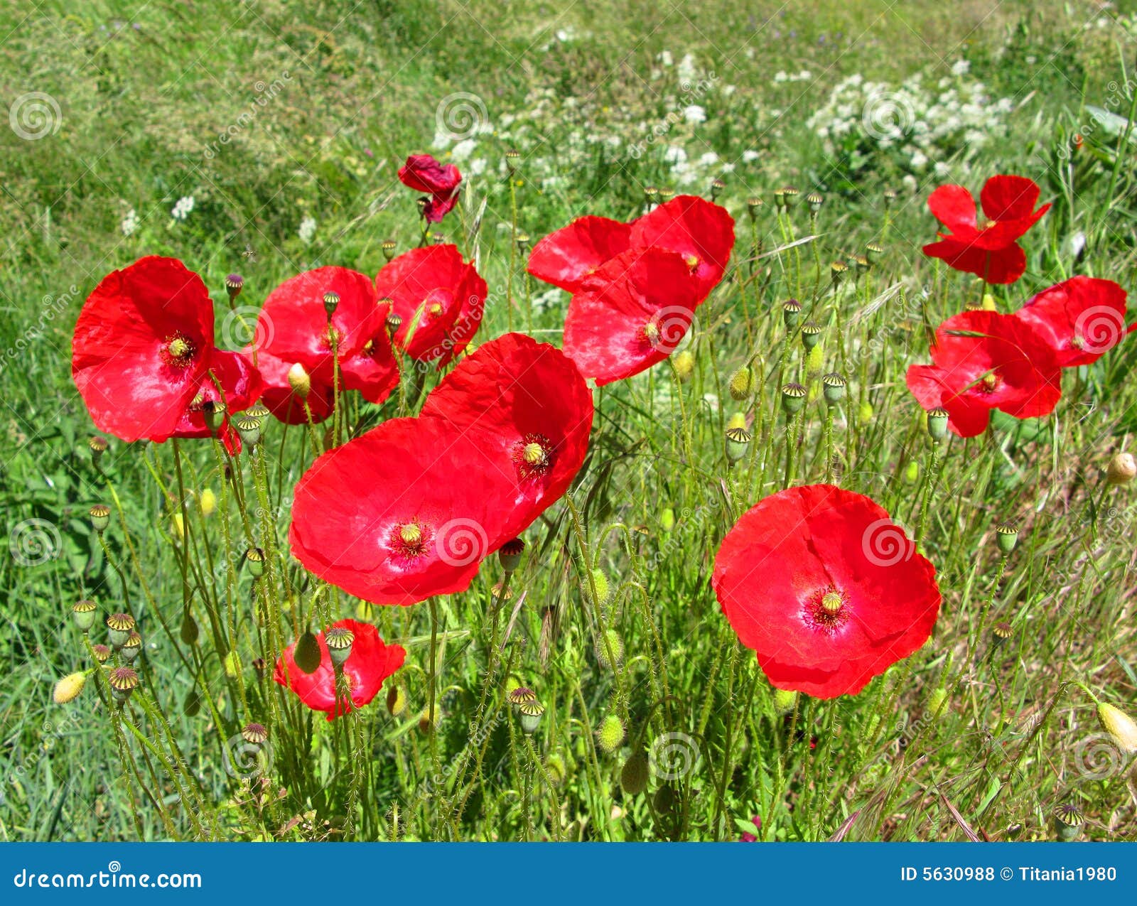 Field of Red Poppies stock photo. Image of blooms, open - 5630988