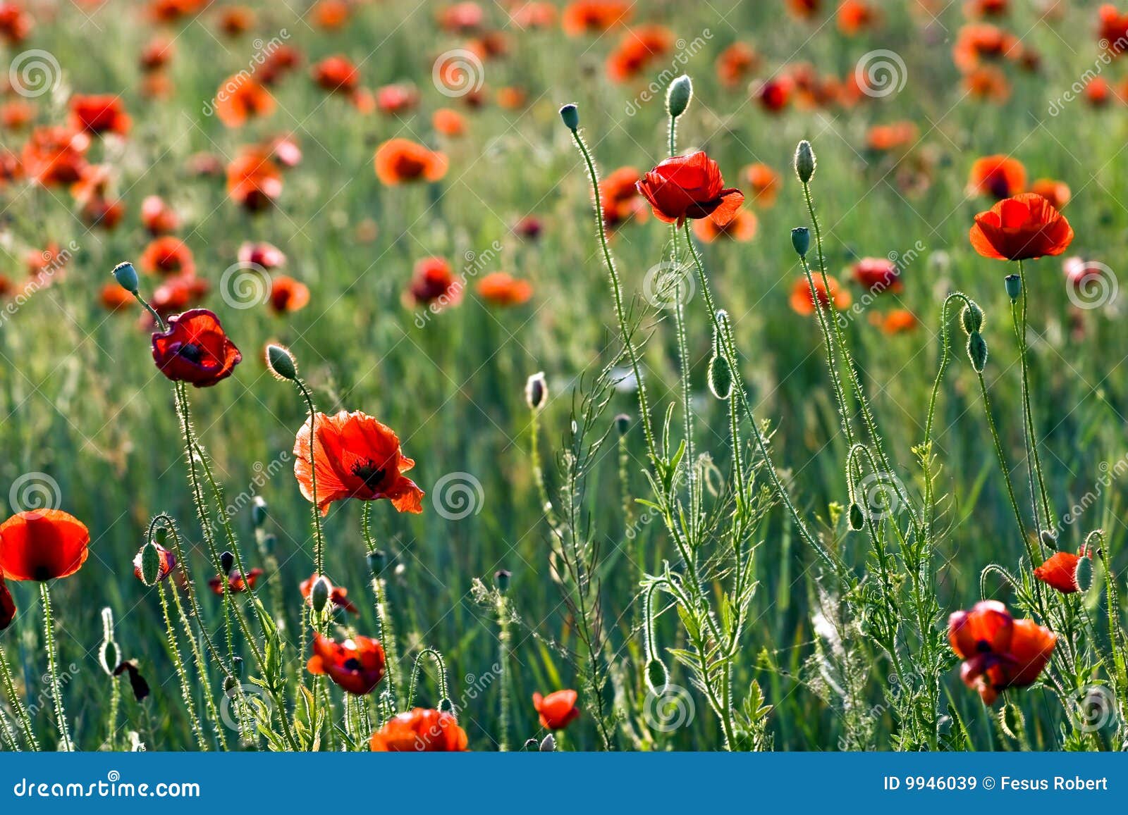 A field of red poppies. stock image. Image of vegetation - 9946039