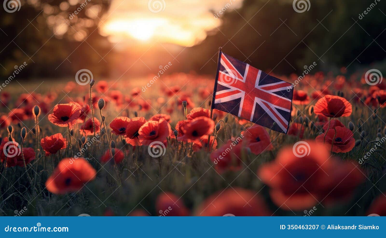 A Field of Red Poppies with a British Flag Stock Illustration ...