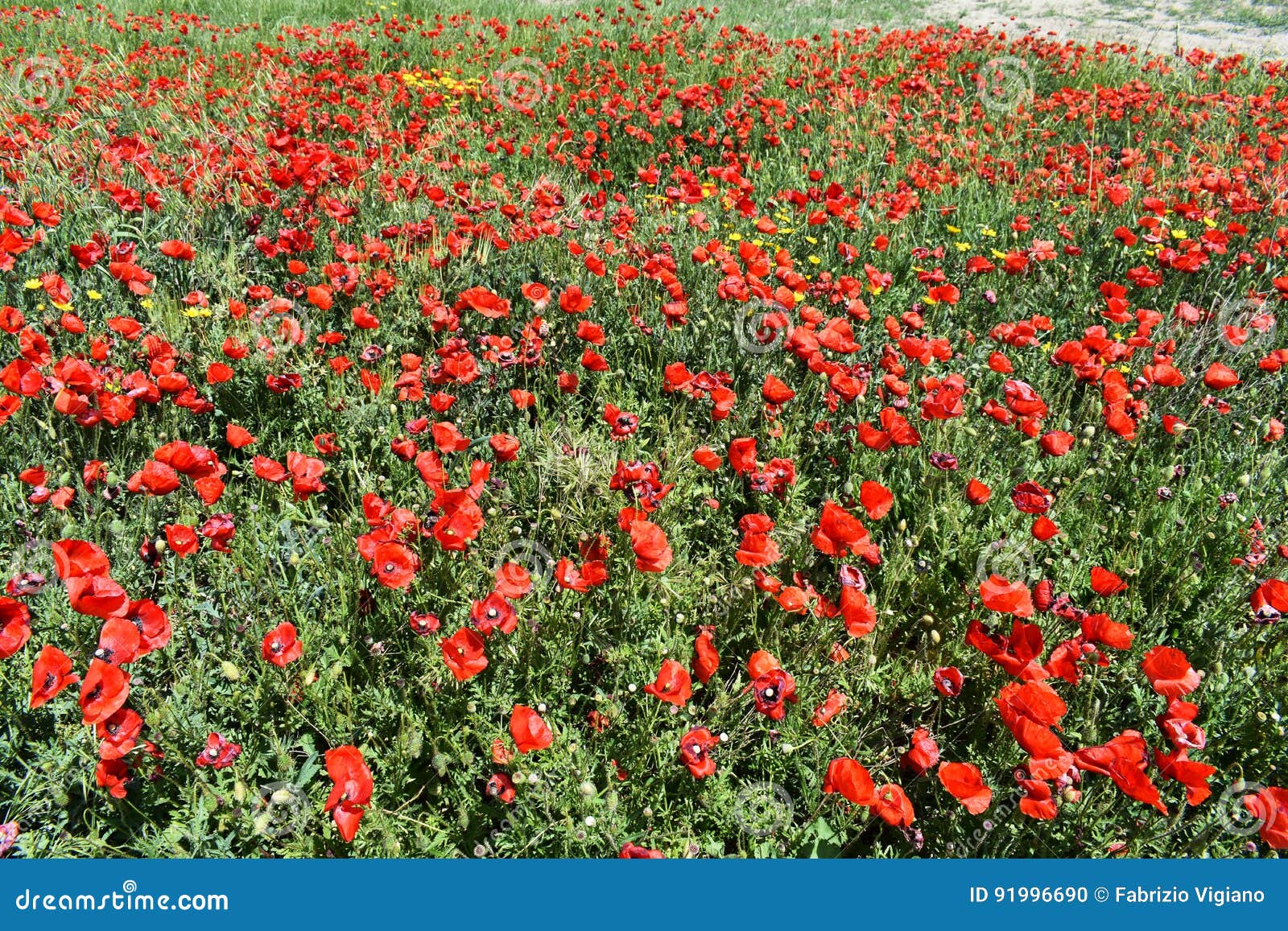 FIELD of RED POPPIES stock photo. Image of poppies, poppy - 91996690