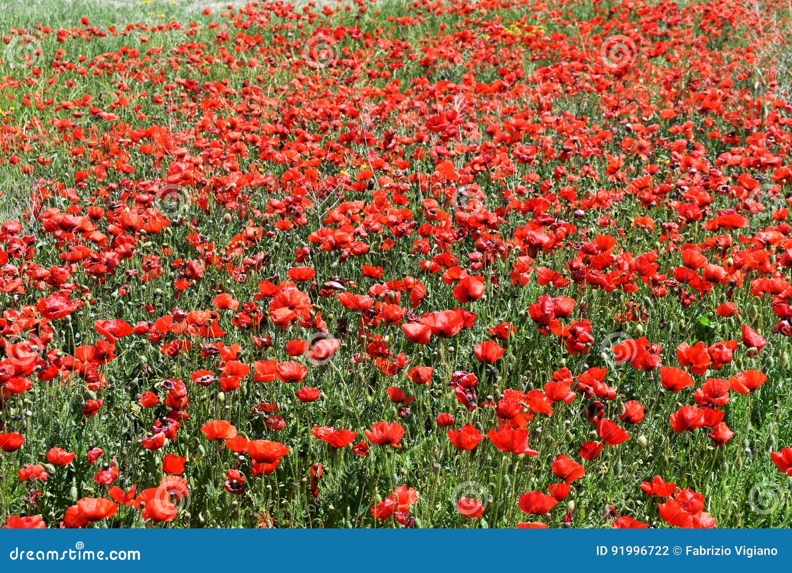 FIELD of RED POPPIES stock photo. Image of countryside - 91996722