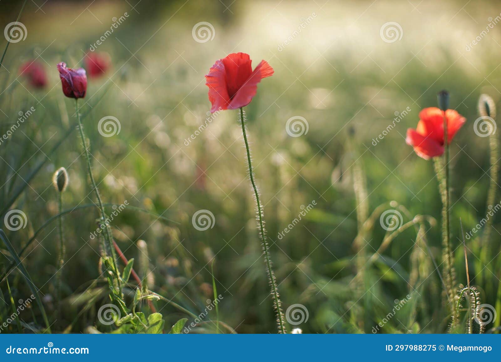Field of Red Poppies in Green Grass Stock Image - Image of outside ...
