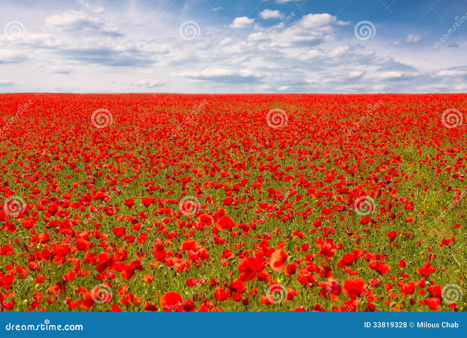 Field of red poppies stock photo. Image of heat, flanders - 33819328