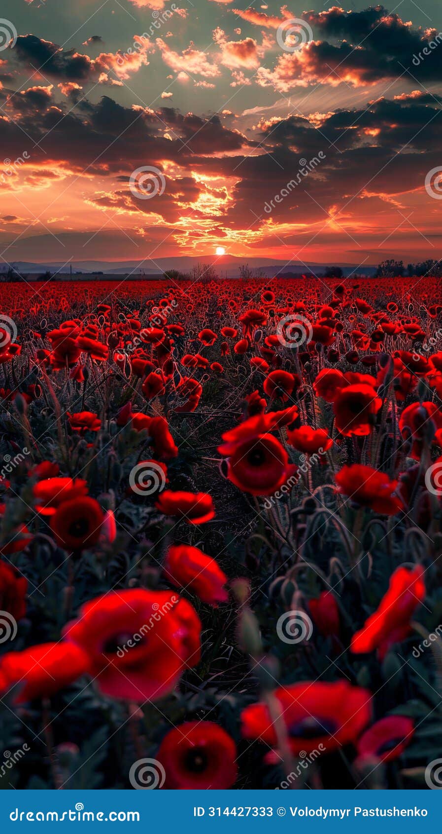 A Field of Red Poppies at Sunset Stock Image - Image of plant, nature ...