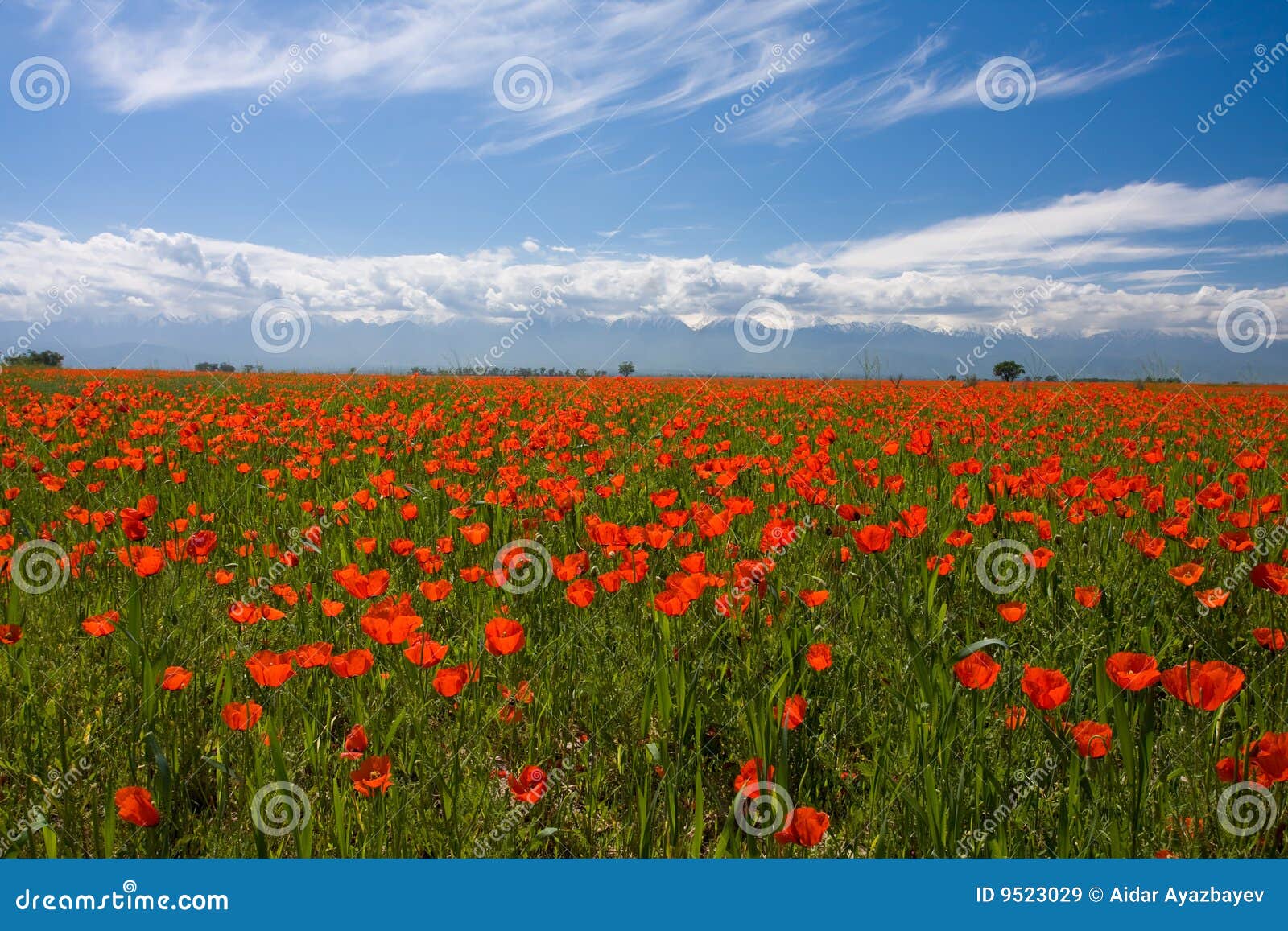Field of red poppy stock image. Image of environment, grass - 9523029