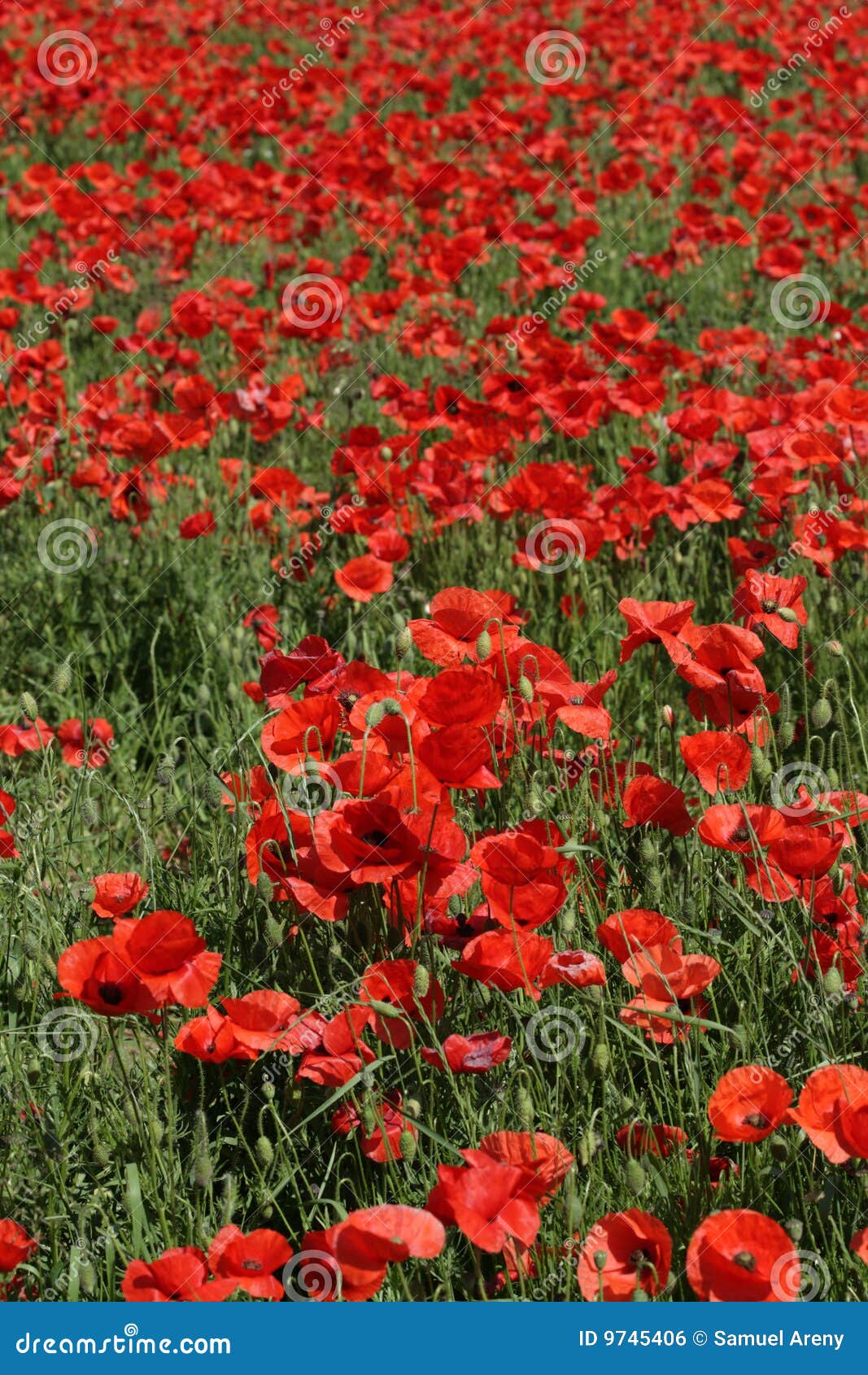 Field of red poppy stock photo. Image of flora, poppy - 9745406