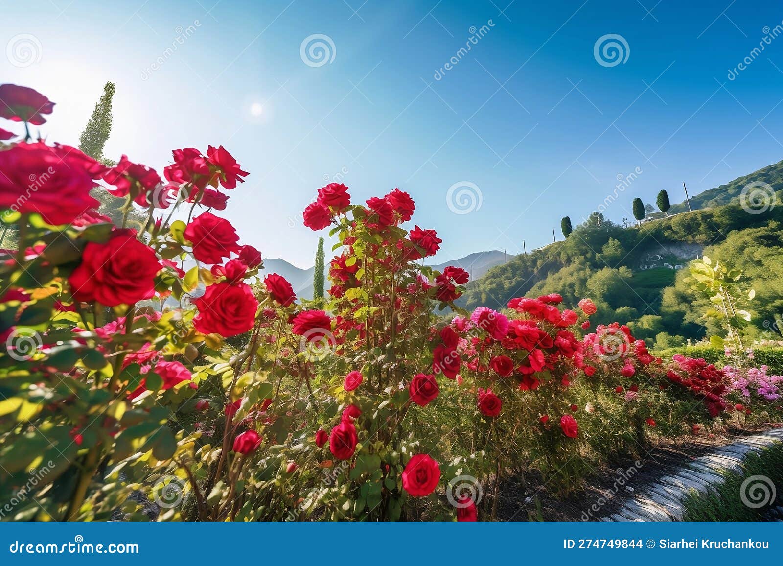 Field of Red Roses Close Up Stock Illustration - Illustration of ...