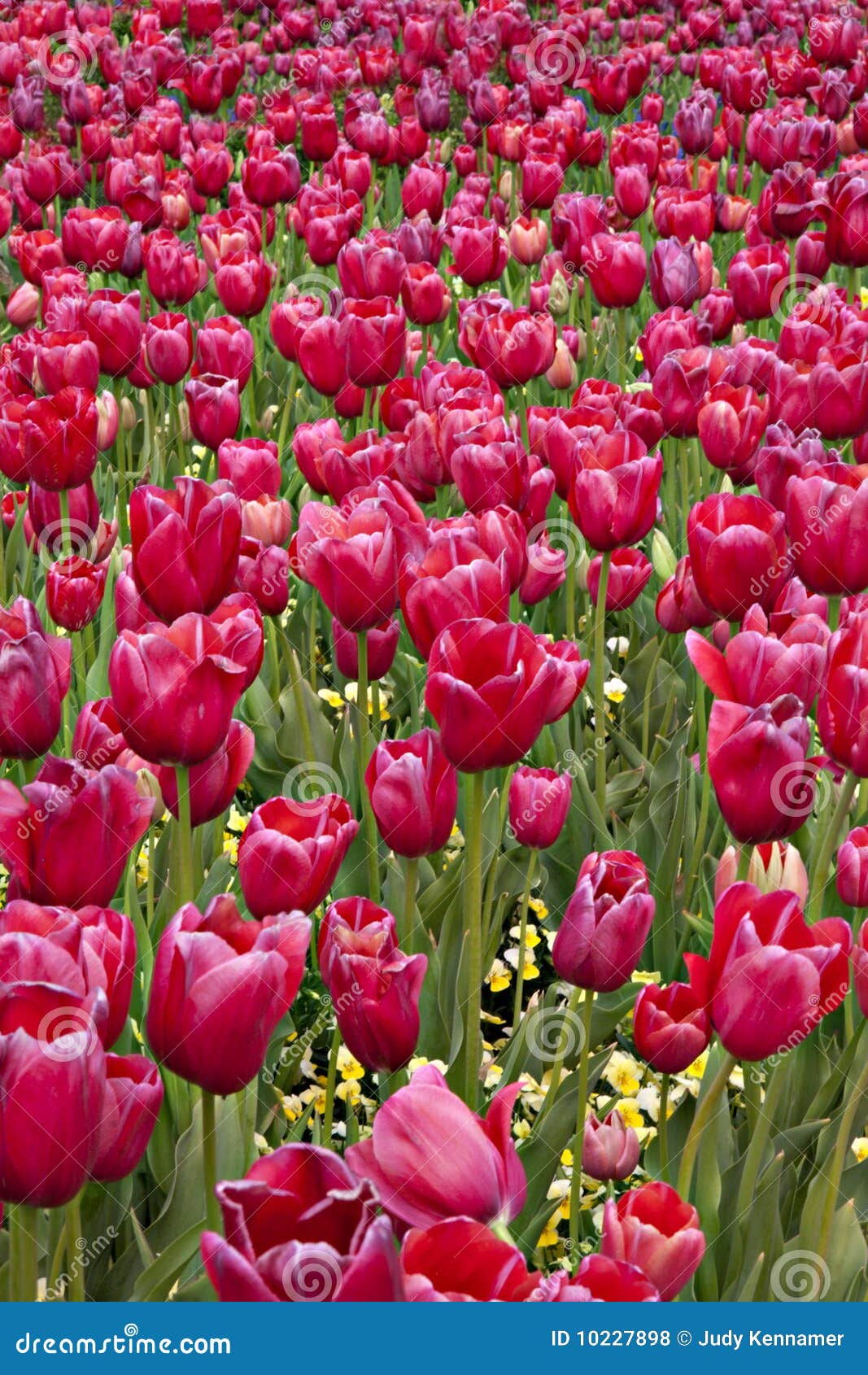 Field of Red Tulips stock photo. Image of bulb, beauty - 10227898