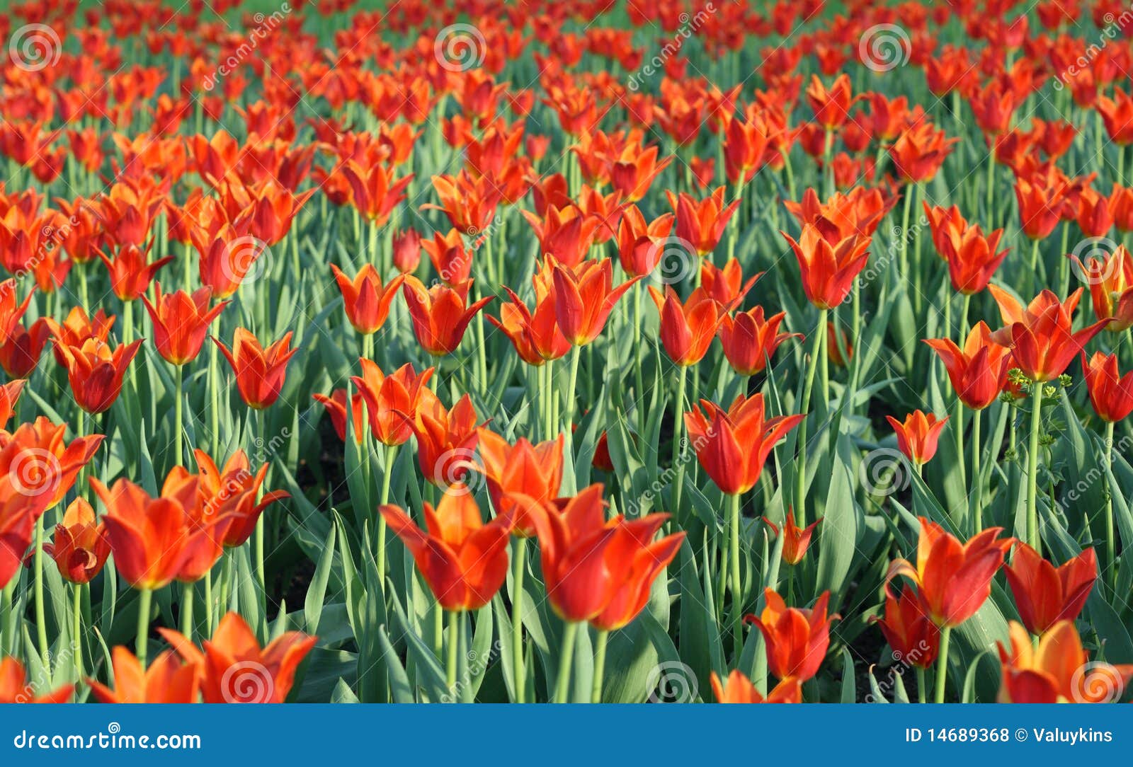 Field of red tulips stock photo. Image of flower, group - 14689368