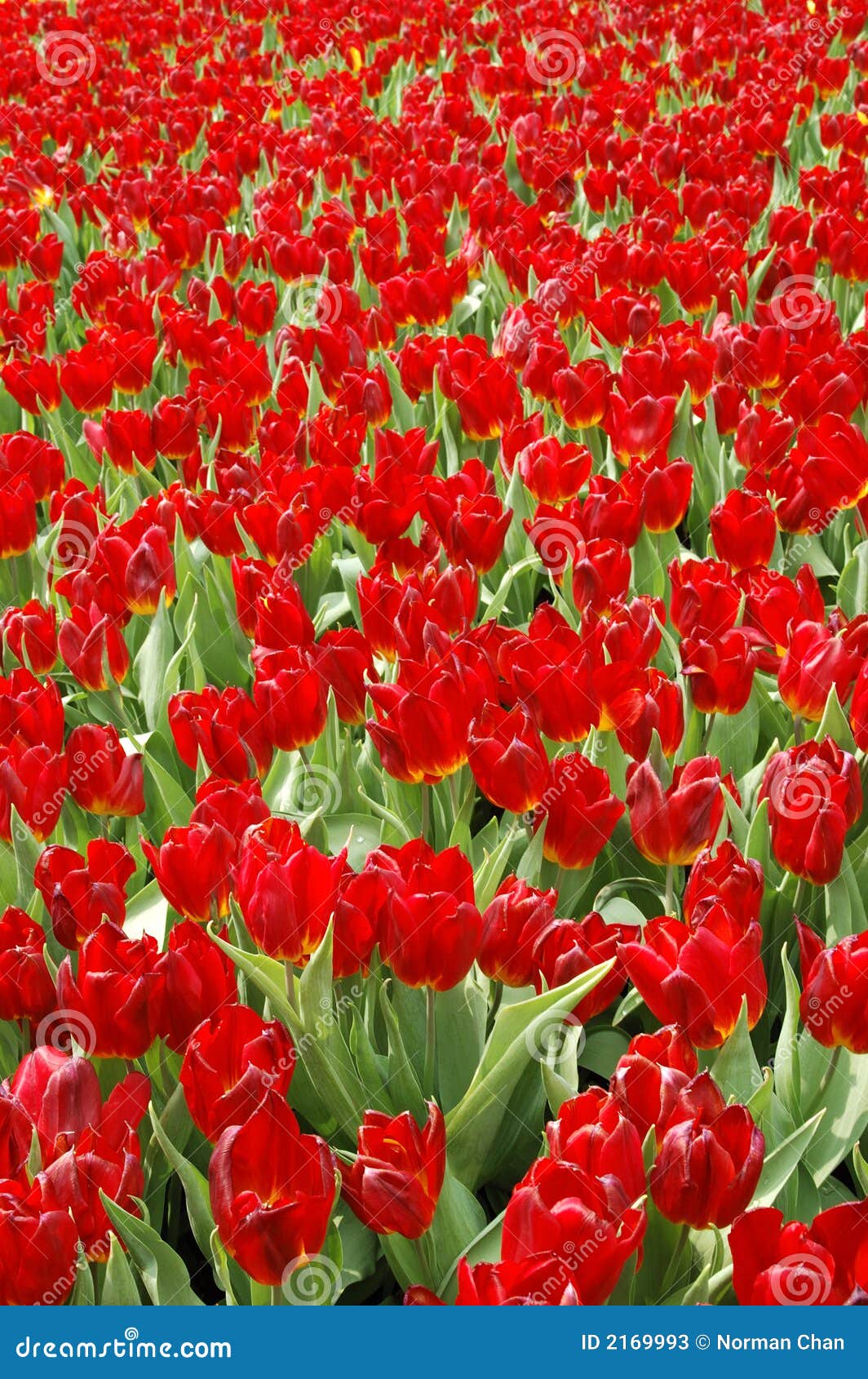 Field of red tulips stock image. Image of pretty, stem - 2169993