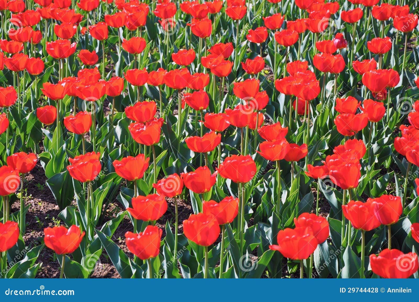 Field of red tulips stock photo. Image of green, agriculture - 29744428