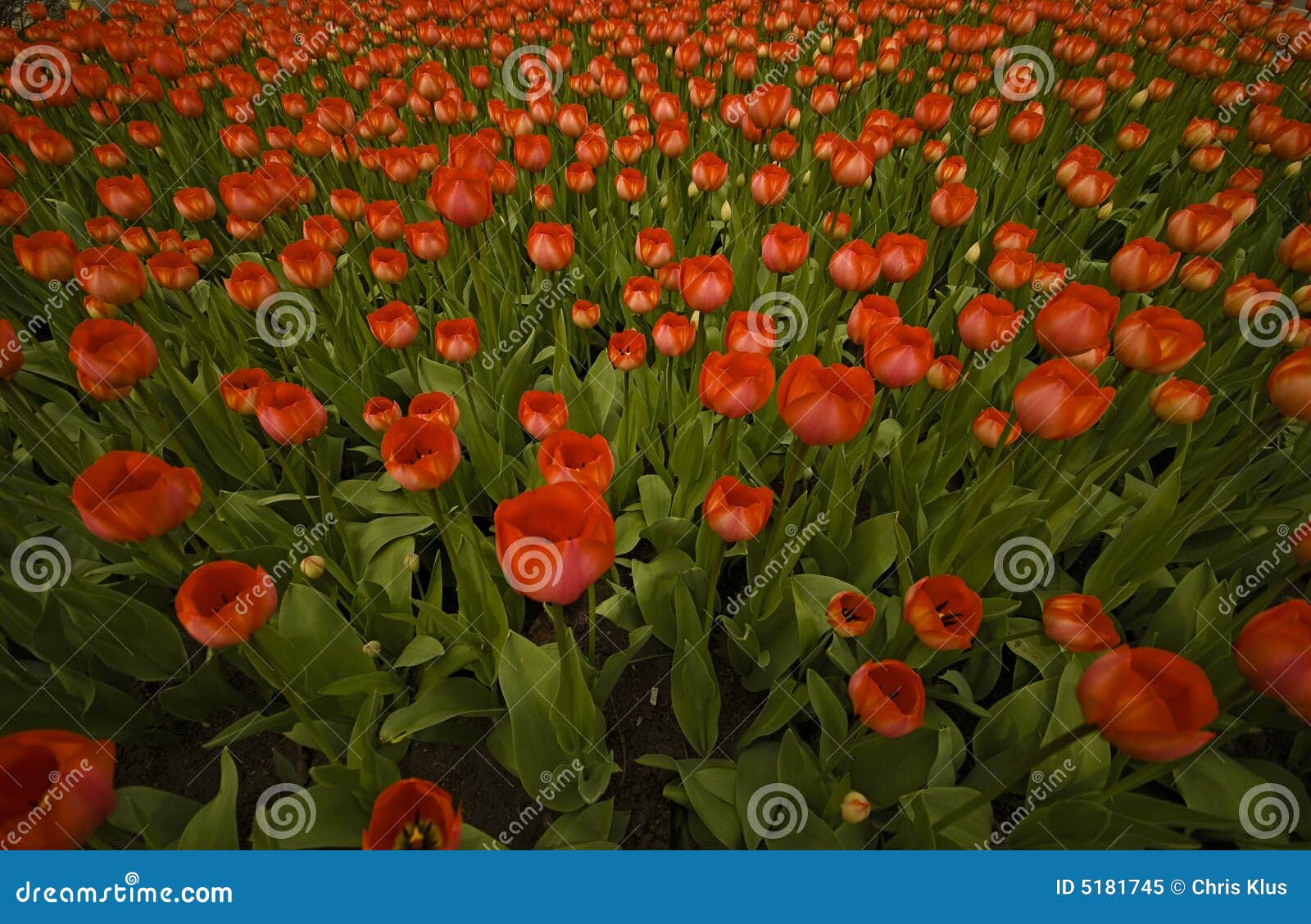Field of red tulips stock image. Image of tulip, flower - 5181745