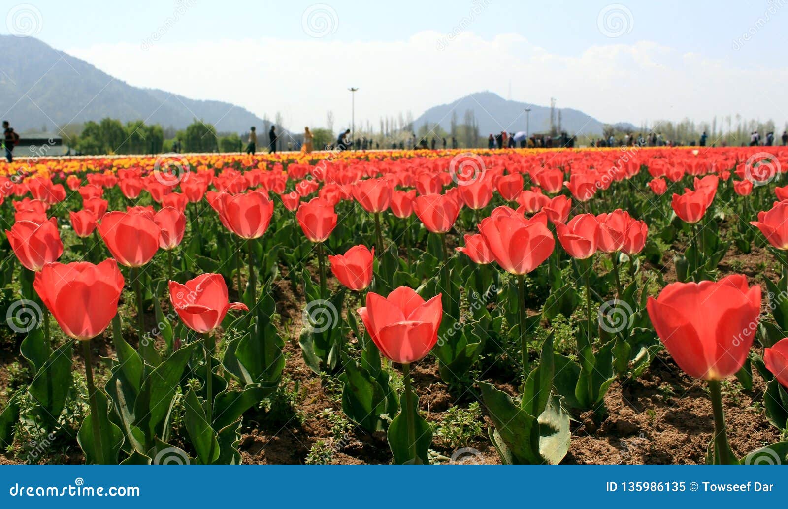 Field of red tulips stock image. Image of summer, beautiful - 135986135