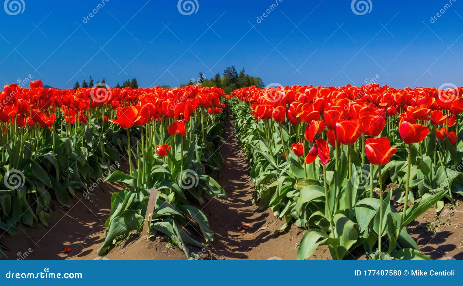 Field of Red Tulips stock photo. Image of purple, meadow - 177407580