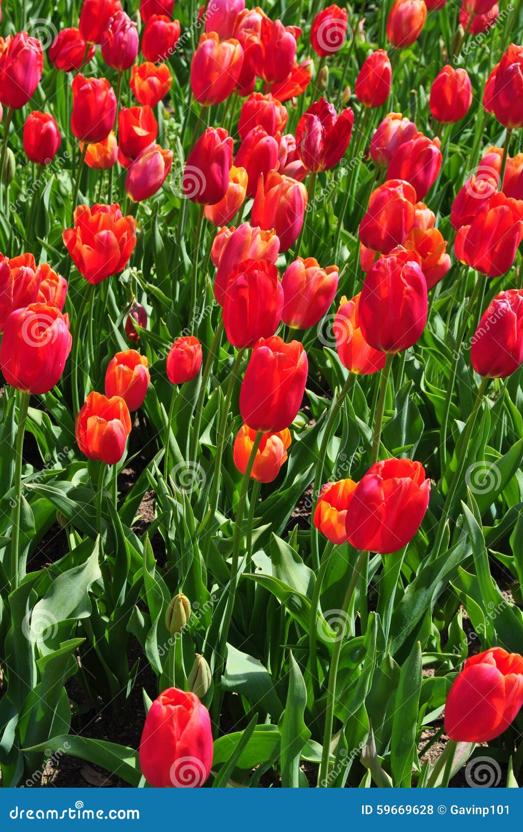 Field of Red Tulips in Full Bloom Stock Photo - Image of white ...
