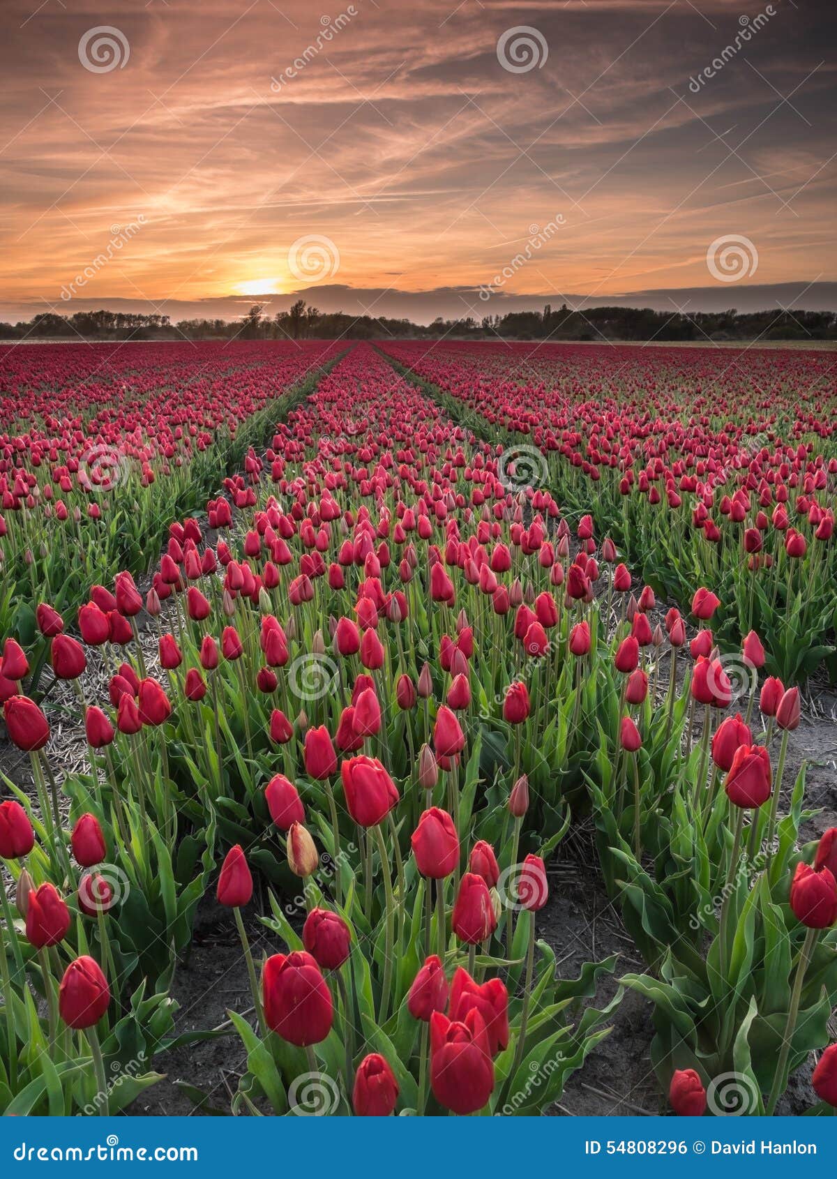 Field of red tulips stock photo. Image of light, evening - 54808296
