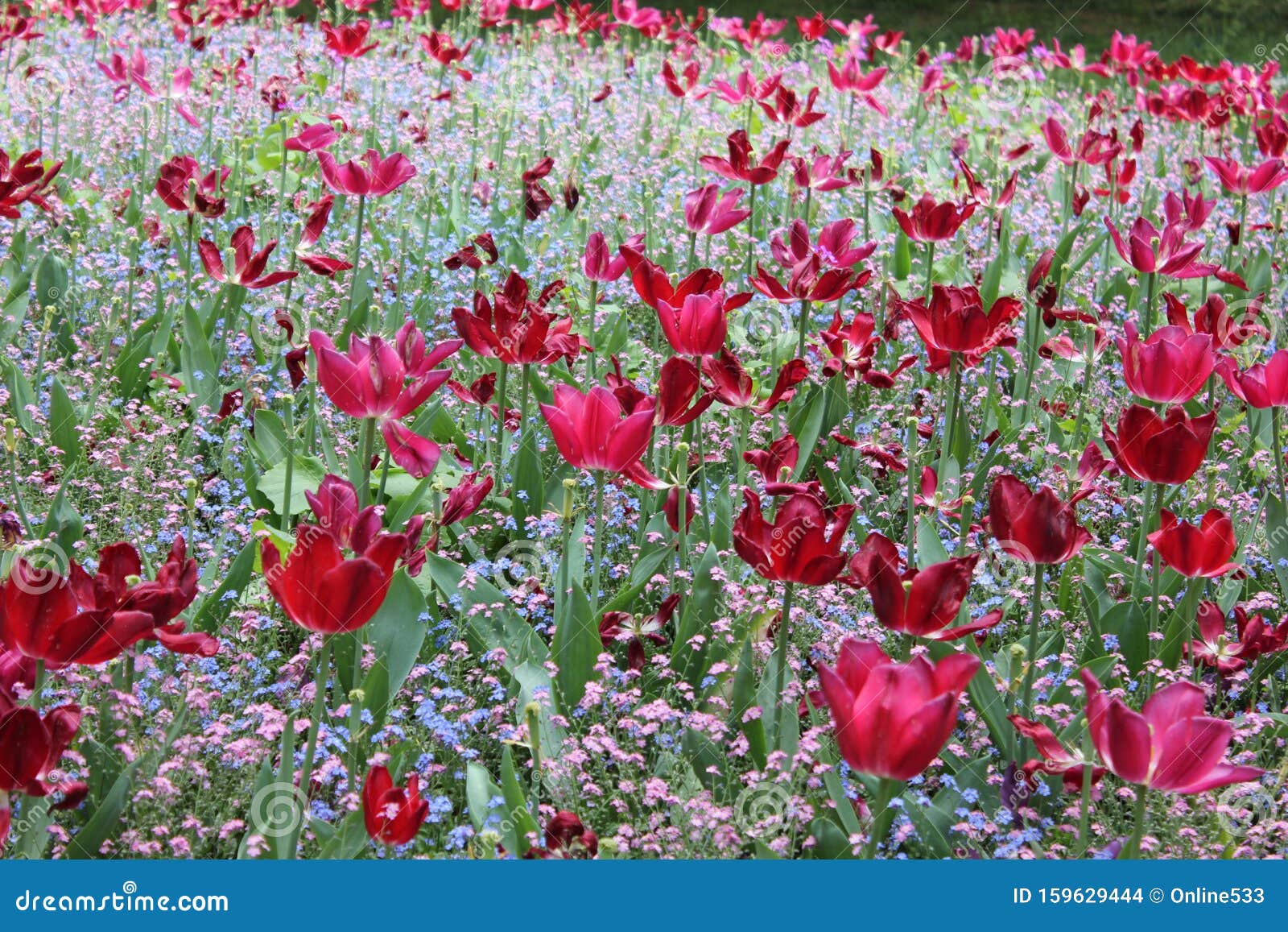 Field of Red Tulips in Spring Stock Photo - Image of close, blossom ...