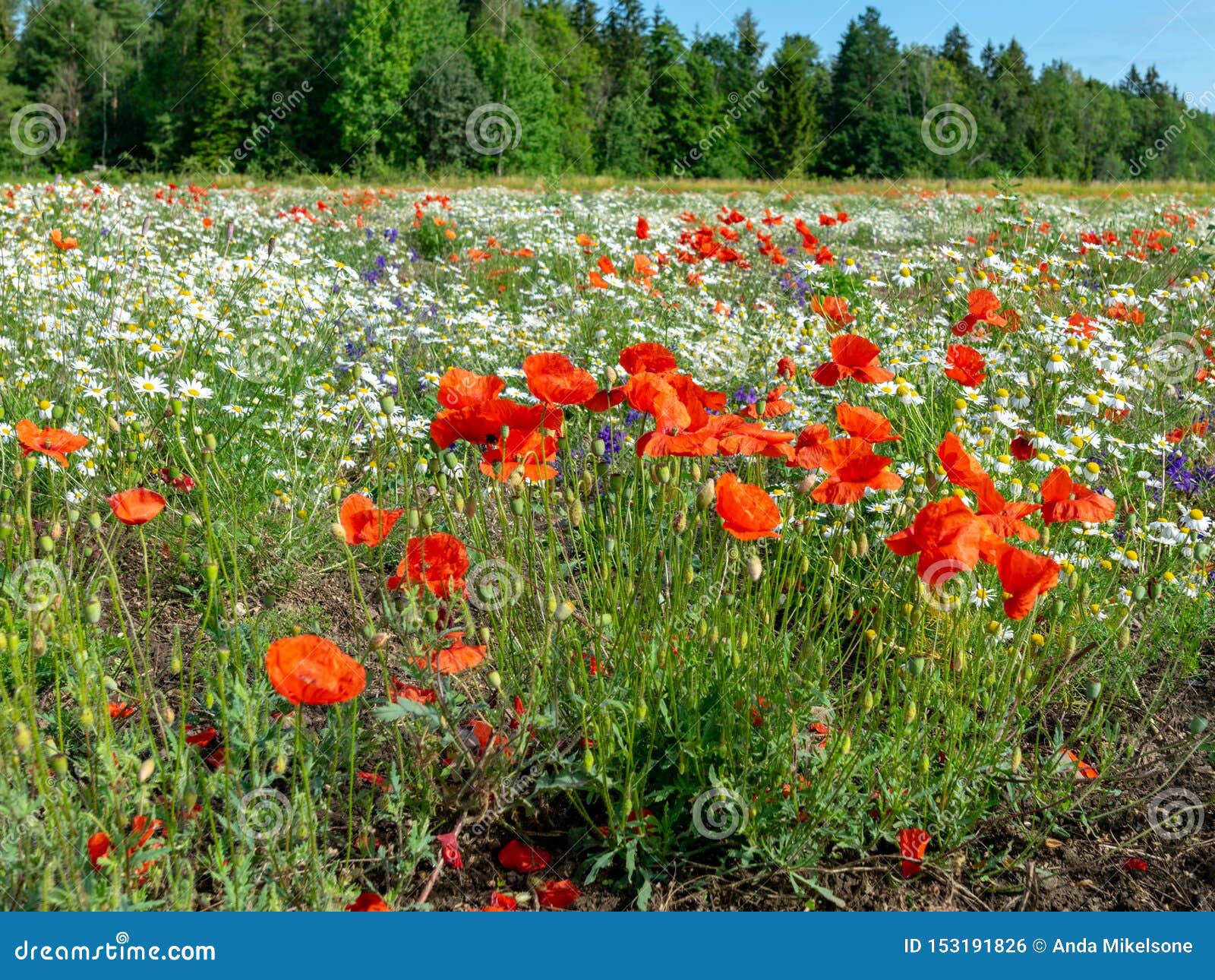 Field with Red Wild Poppies - Stock Photo - Image of area, calm: 153191826