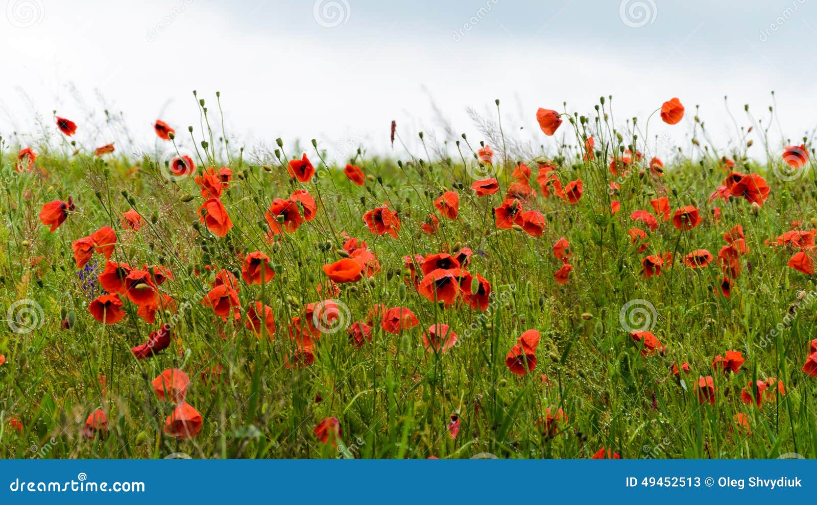 Field of red wild poppies stock image. Image of grass - 49452513