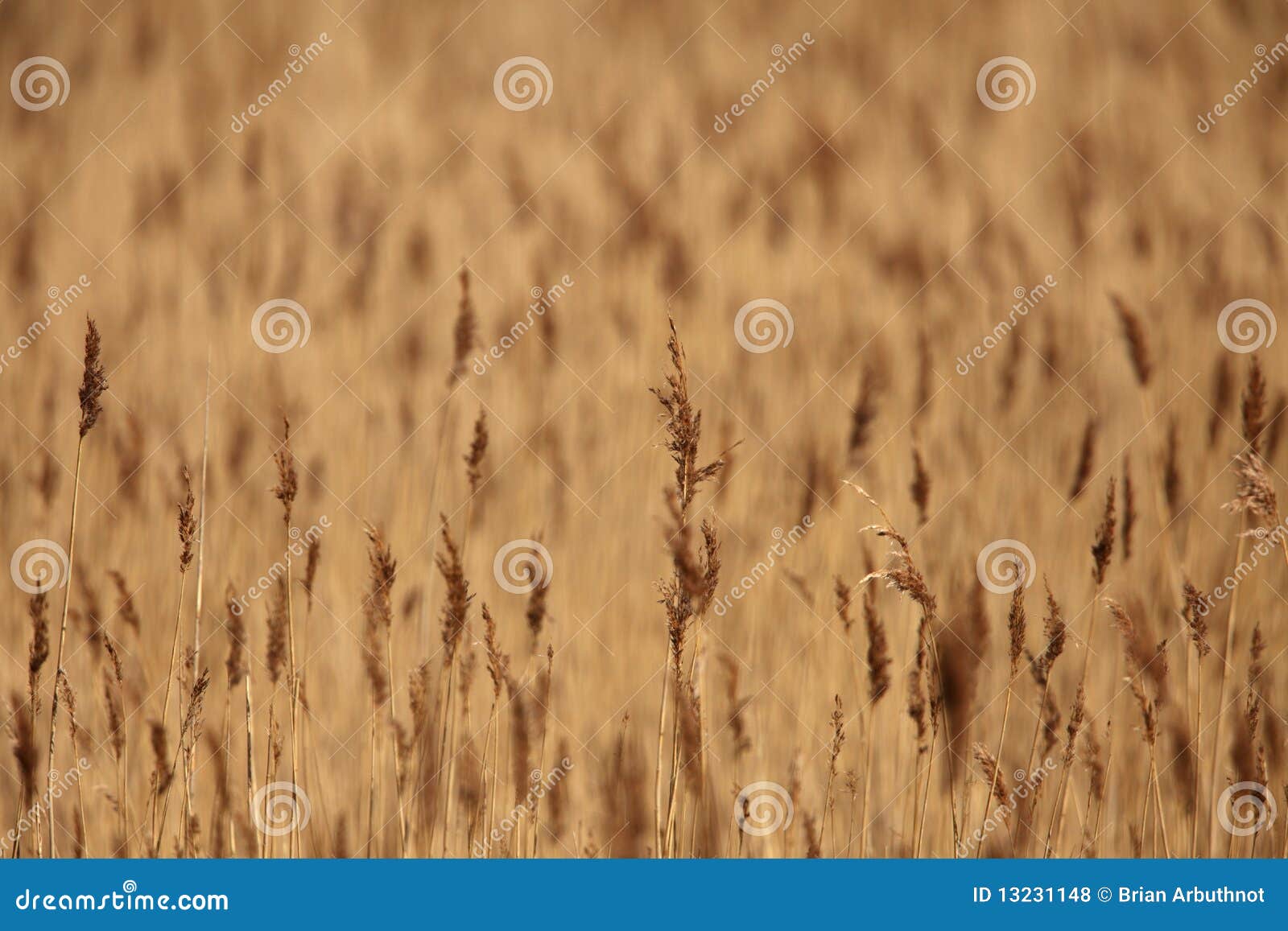 Field of reeds. stock photo. Image of grass, fields, nature - 13231148