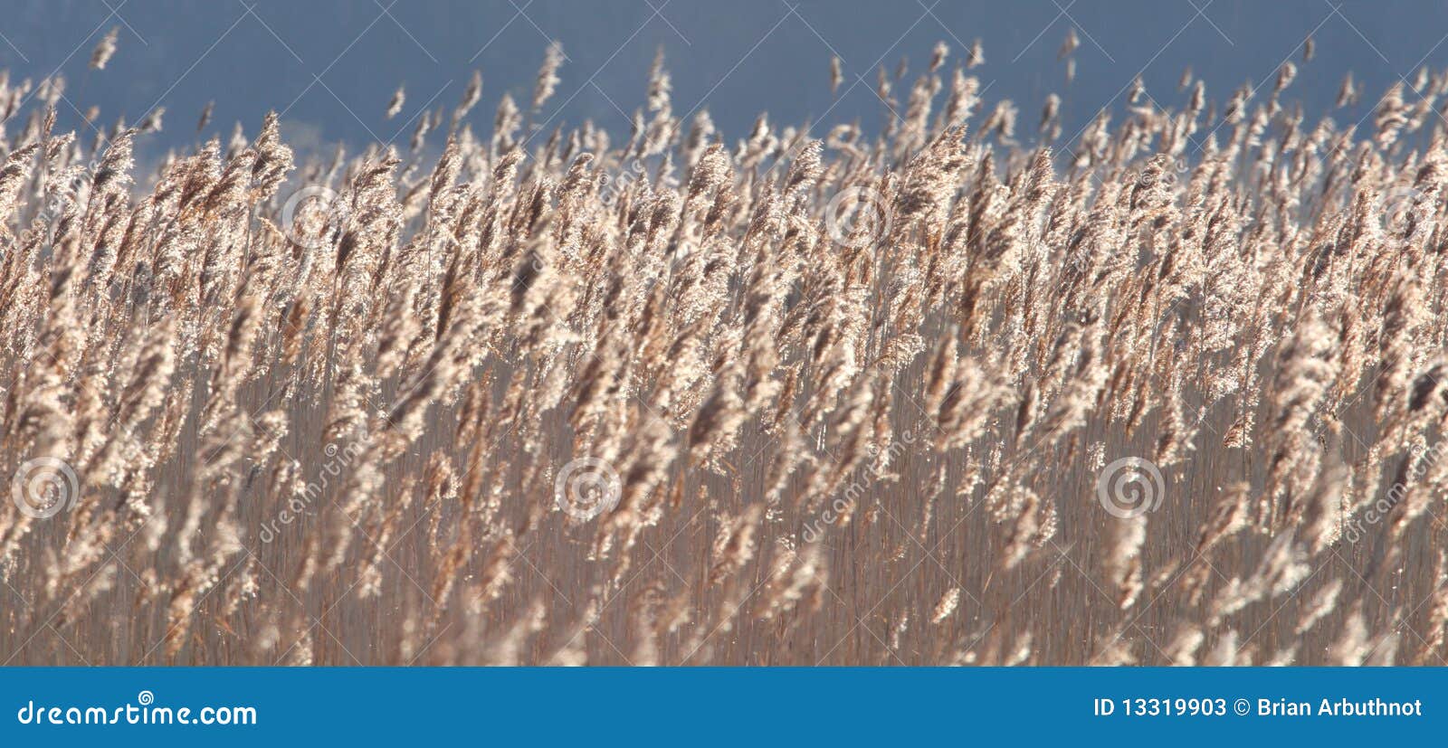 Field of reeds. stock image. Image of plant, field, marshplant - 13319903