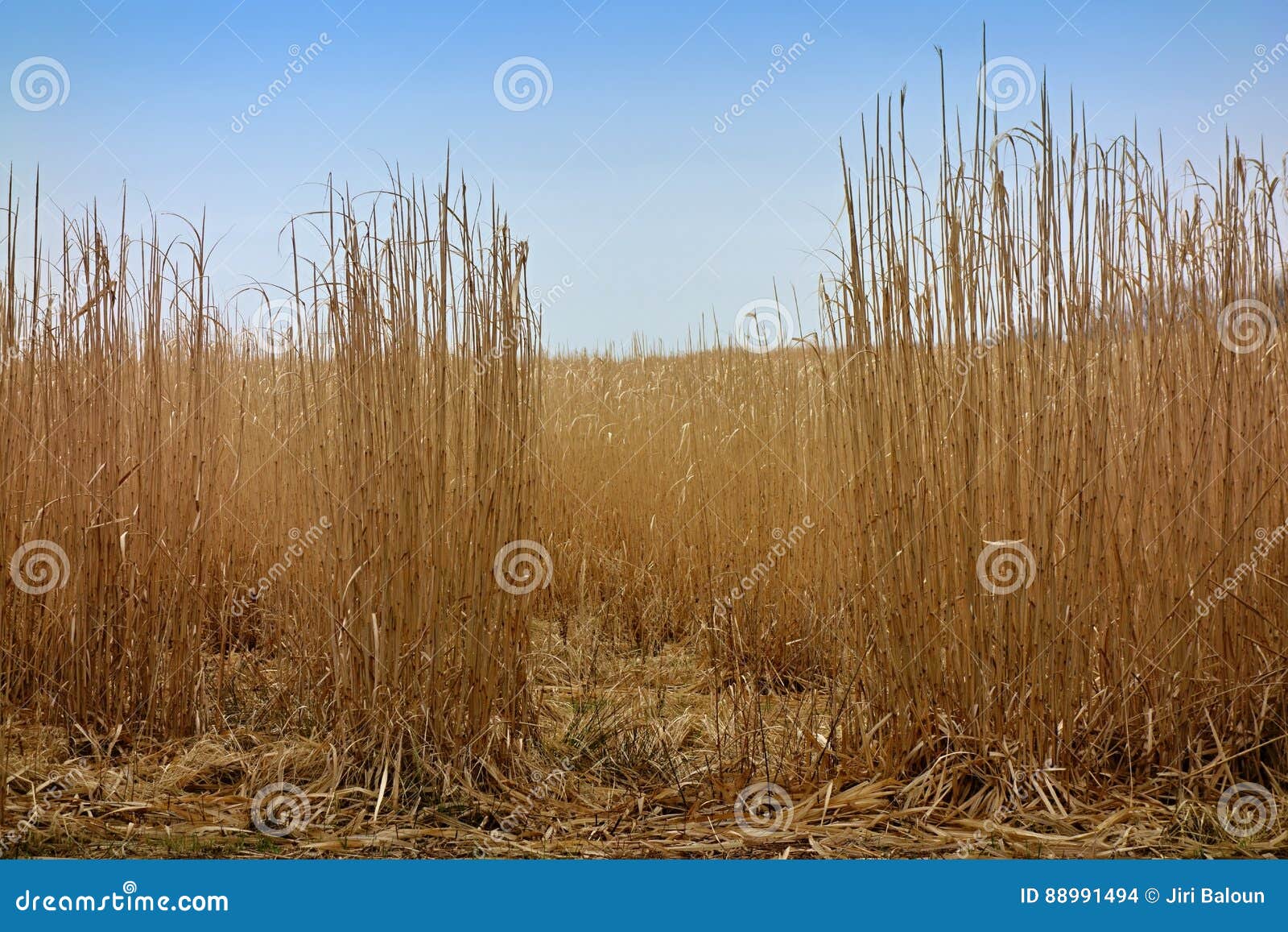 Field with reeds stock photo. Image of bush, blade, leaves - 88991494