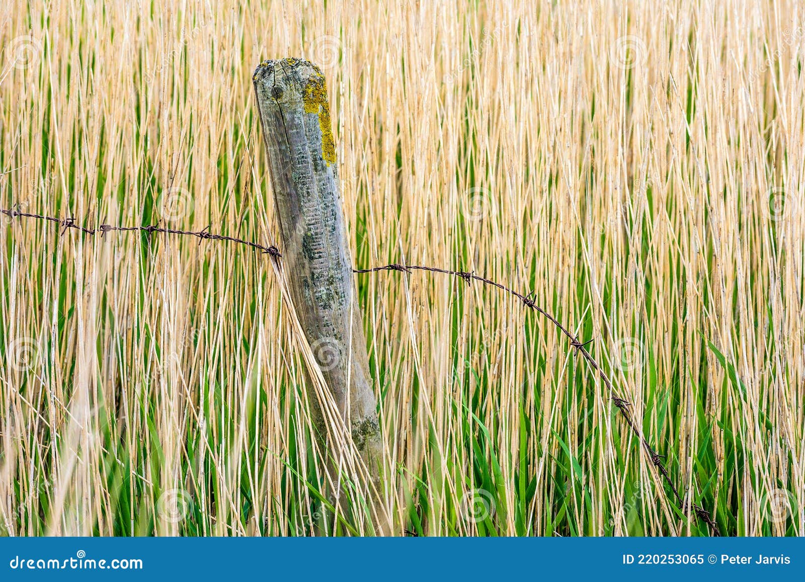 A field of reeds stock image. Image of nature, wire - 220253065