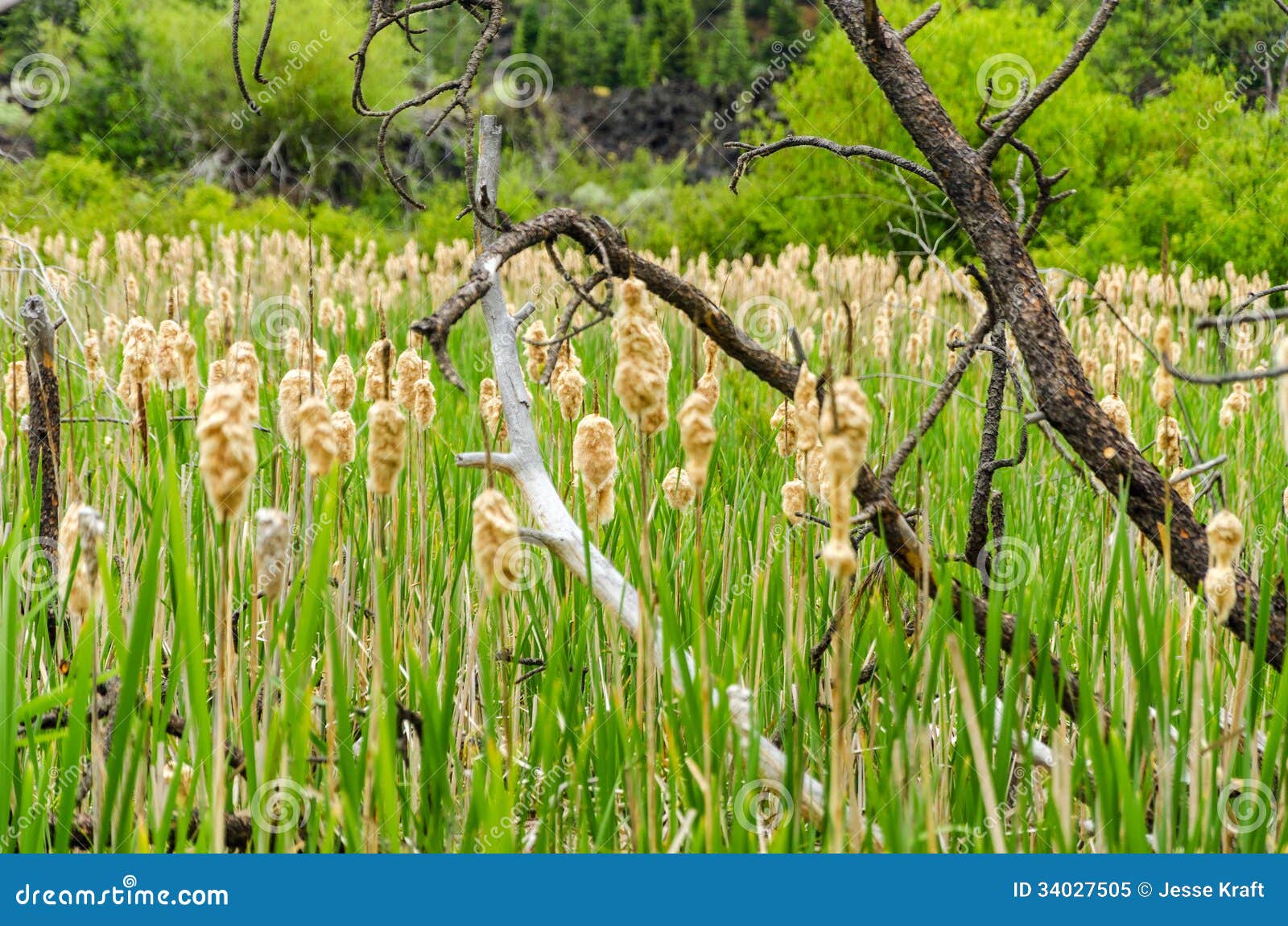 Field of Reeds stock image. Image of tranquil, scene - 34027505
