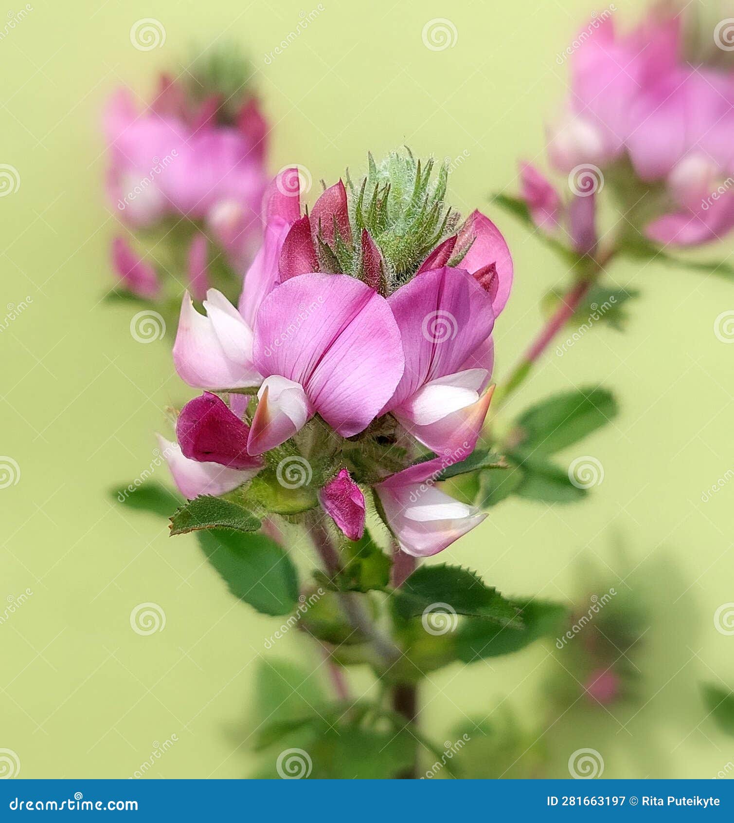 Field Restharrow (Ononis Arvensis) Stock Image - Image of blooming ...