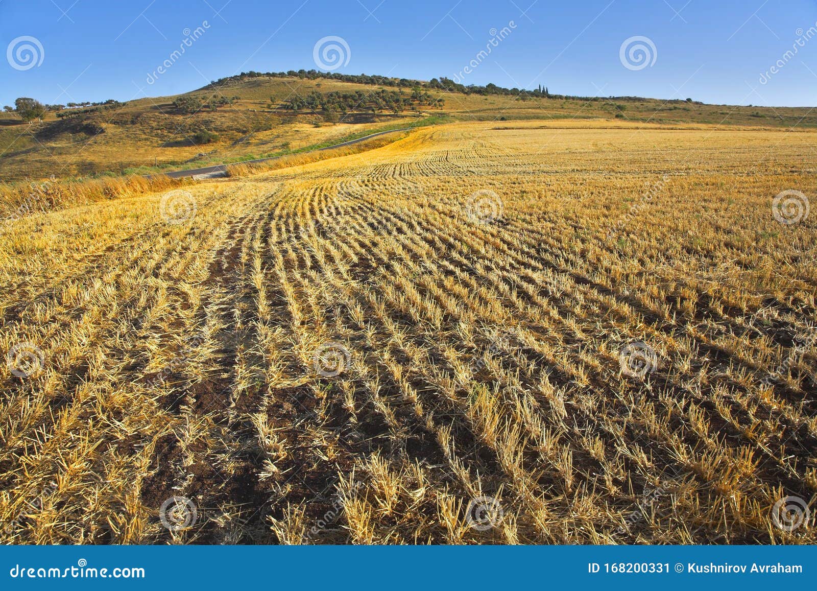 Field after harvesting stock image. Image of grass, plant - 168200331