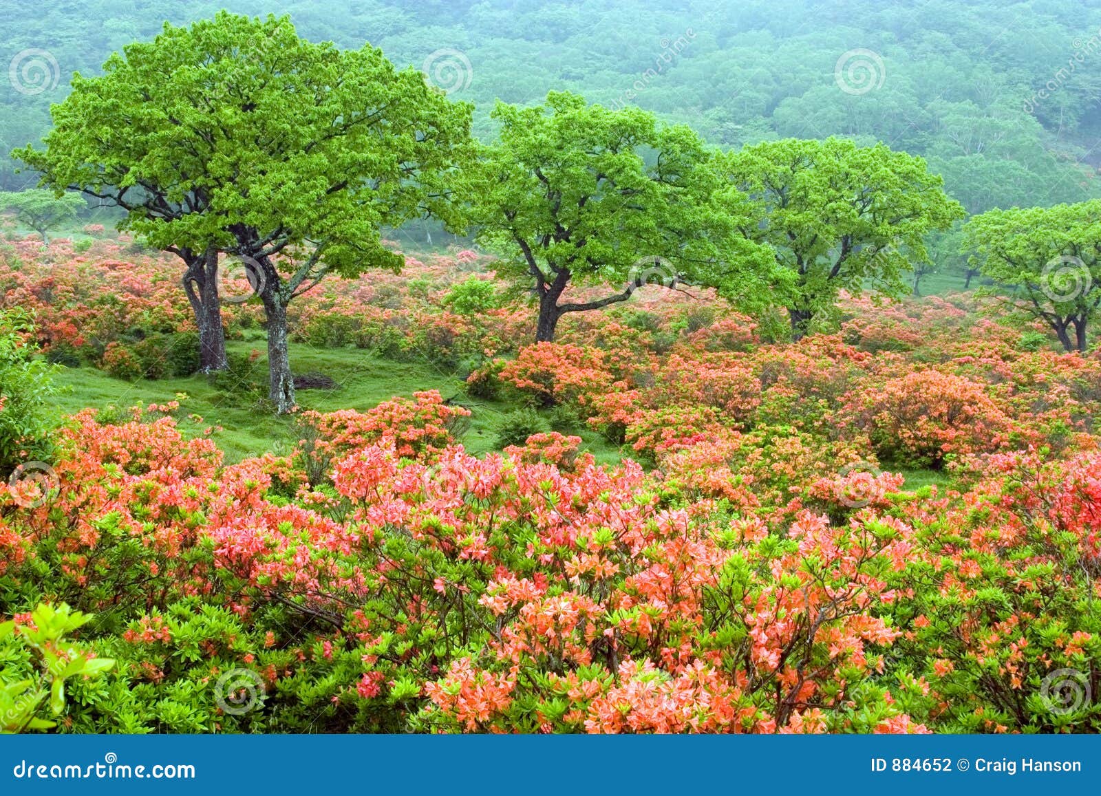 Field of Rhododendrons stock photo. Image of blossom, spring - 884652
