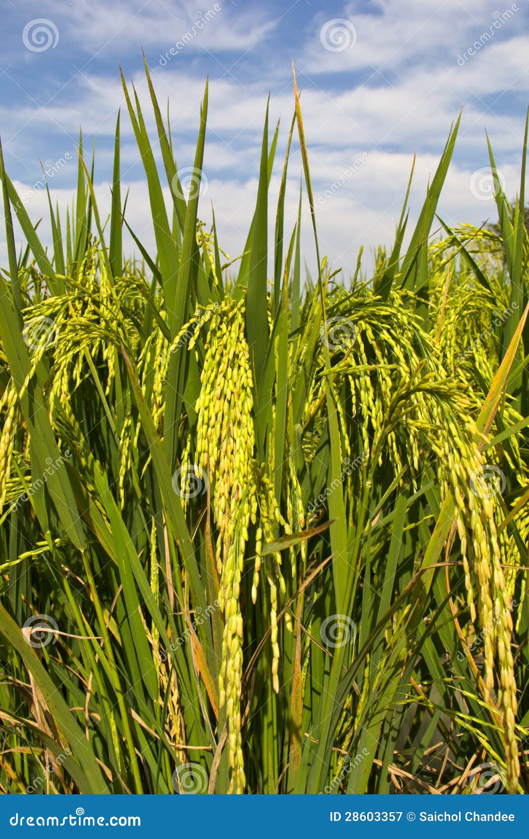 Field of rice stock image. Image of asia, food, cloudy - 28603357