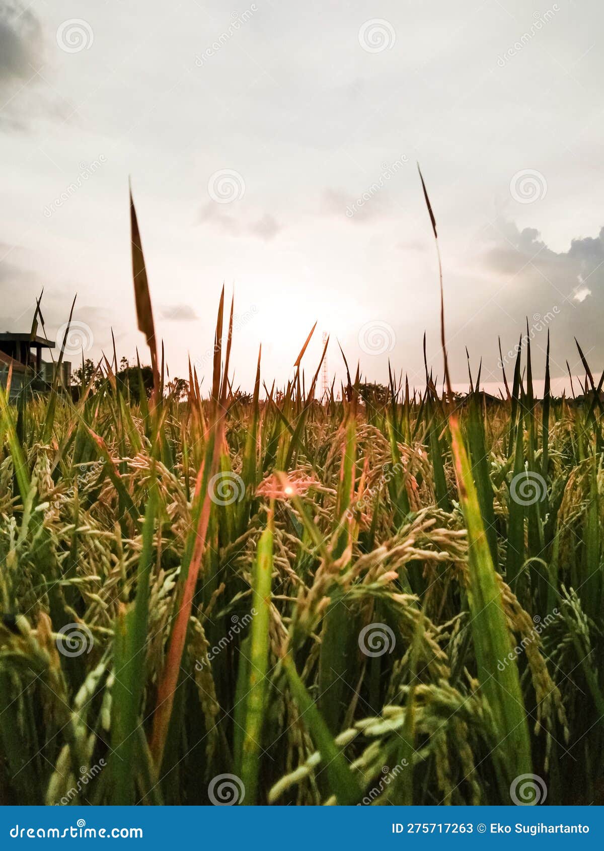 A Field of Rice is Covered in Green Grass Stock Image - Image of house ...