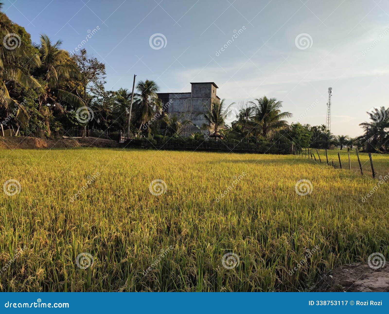 A Field of Rice is in Front of a Building Stock Image - Image of rice ...