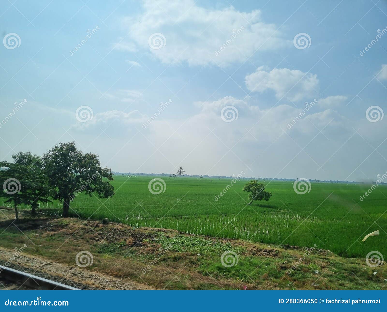 Field Rice Nature Green Train West Java Stock Photo - Image of nature ...