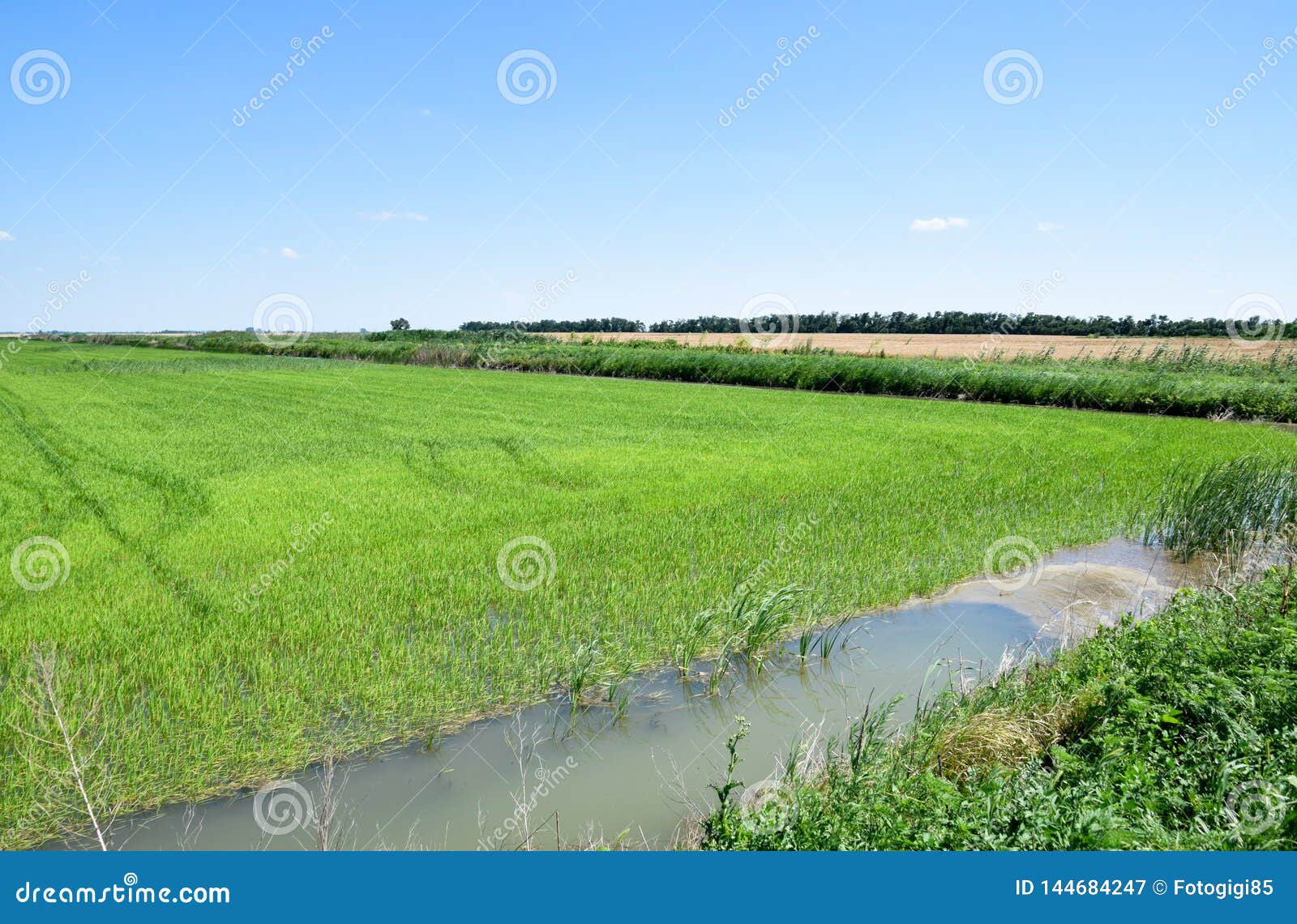 Field of Rice in the Rice Paddies Stock Image - Image of modern ...
