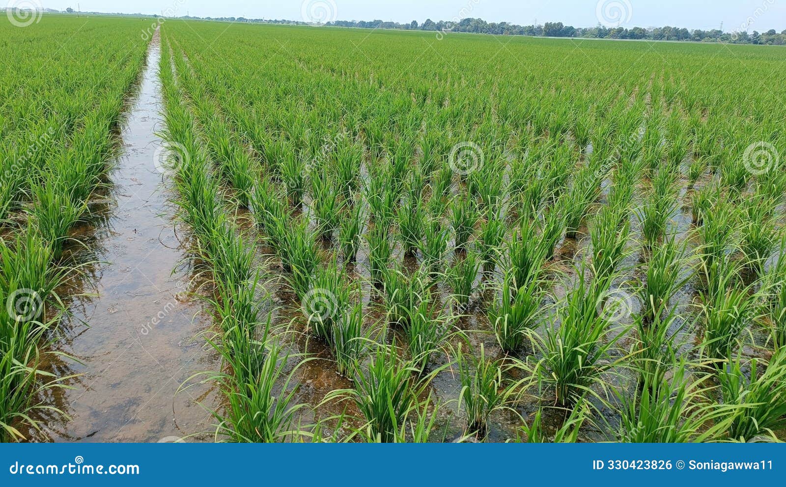 A Field of Rice Plants is Flooded with Water Stock Photo - Image of ...