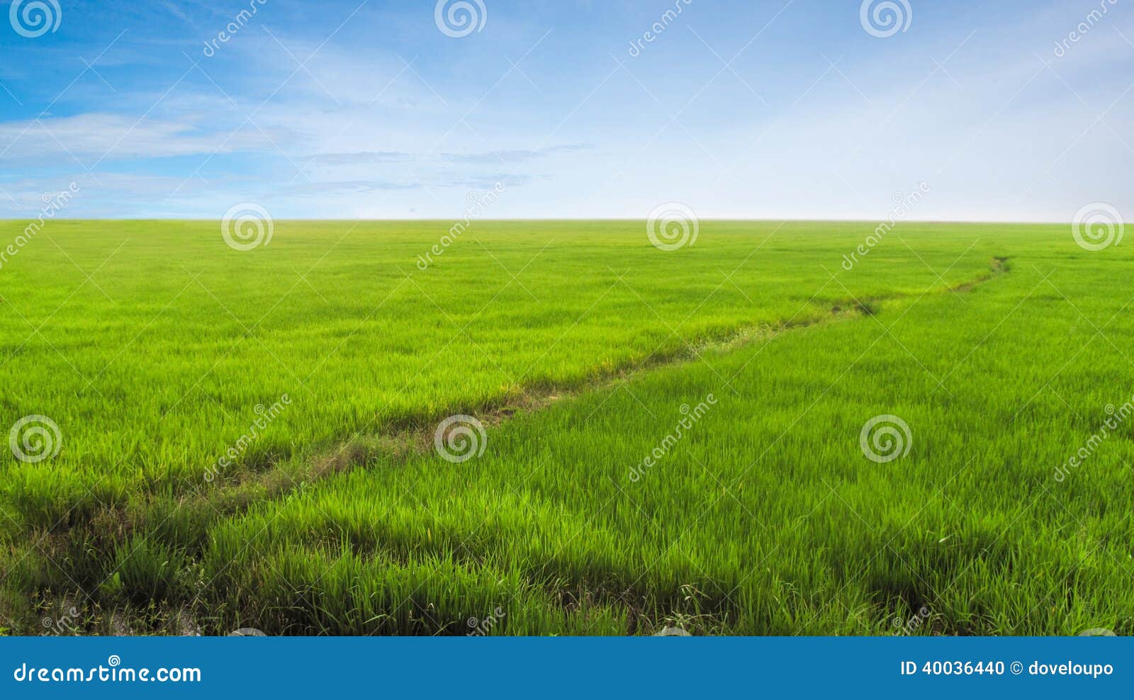 Field of Rice stock photo. Image of grow, crop, paddy - 40036440