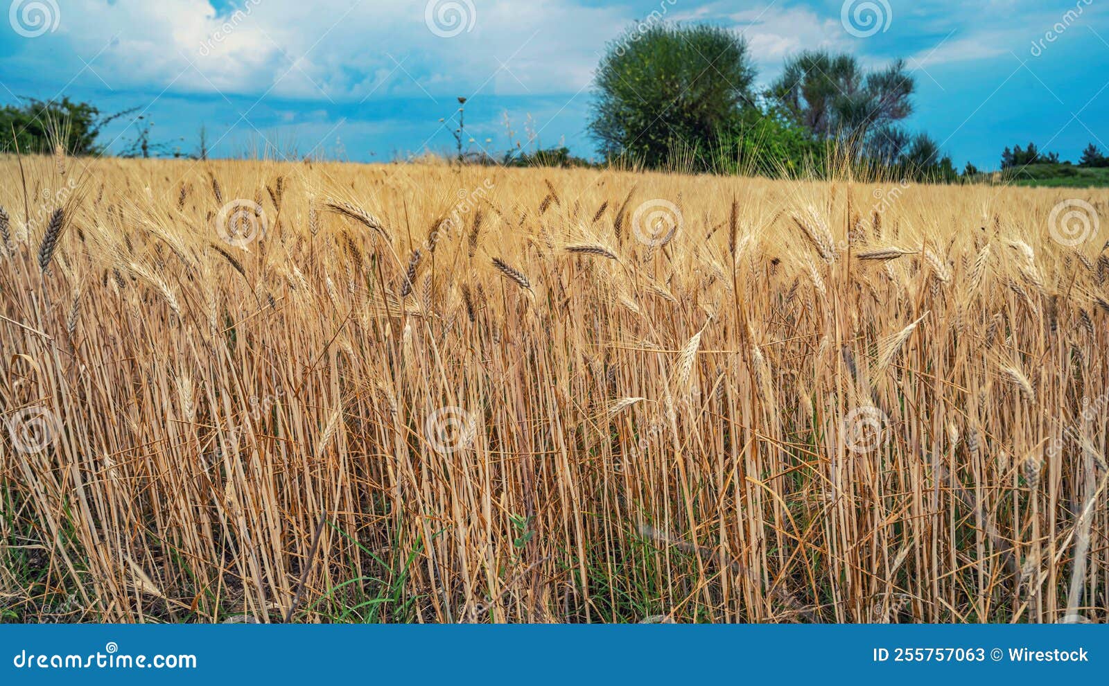 Field of Ripe Barley in the Countryside Stock Image - Image of barley ...
