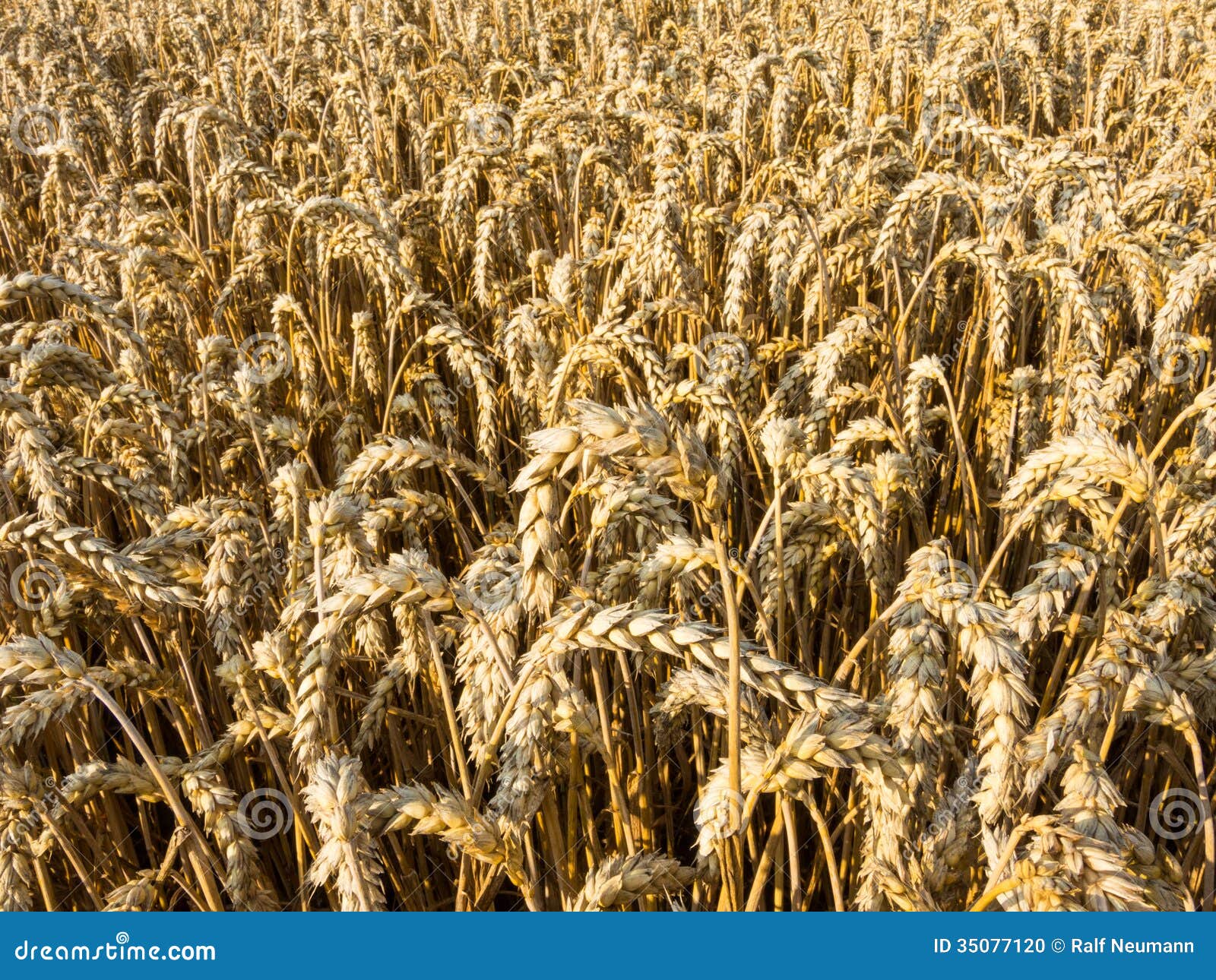 Field with Ripe Common Wheat Stock Photo - Image of plant, winter: 35077120